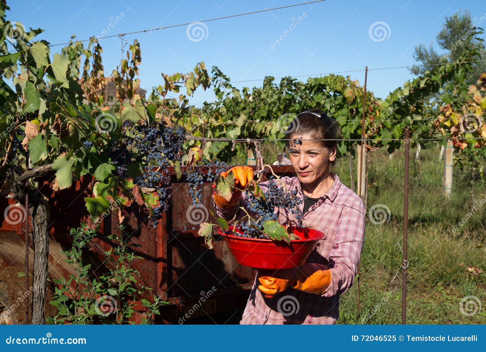 Woman picking up grapes stock image. Image of nature - 72046525