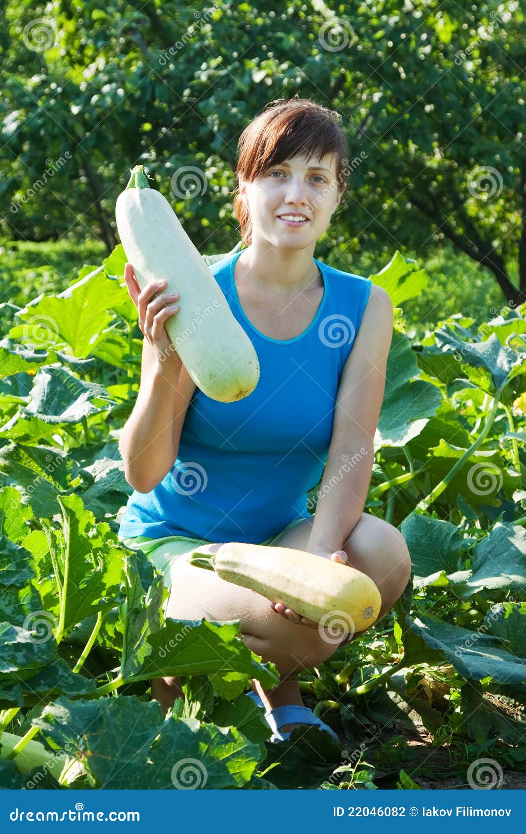 Woman is Picking Vegetable Marrow Stock Photo - Image of farm ...