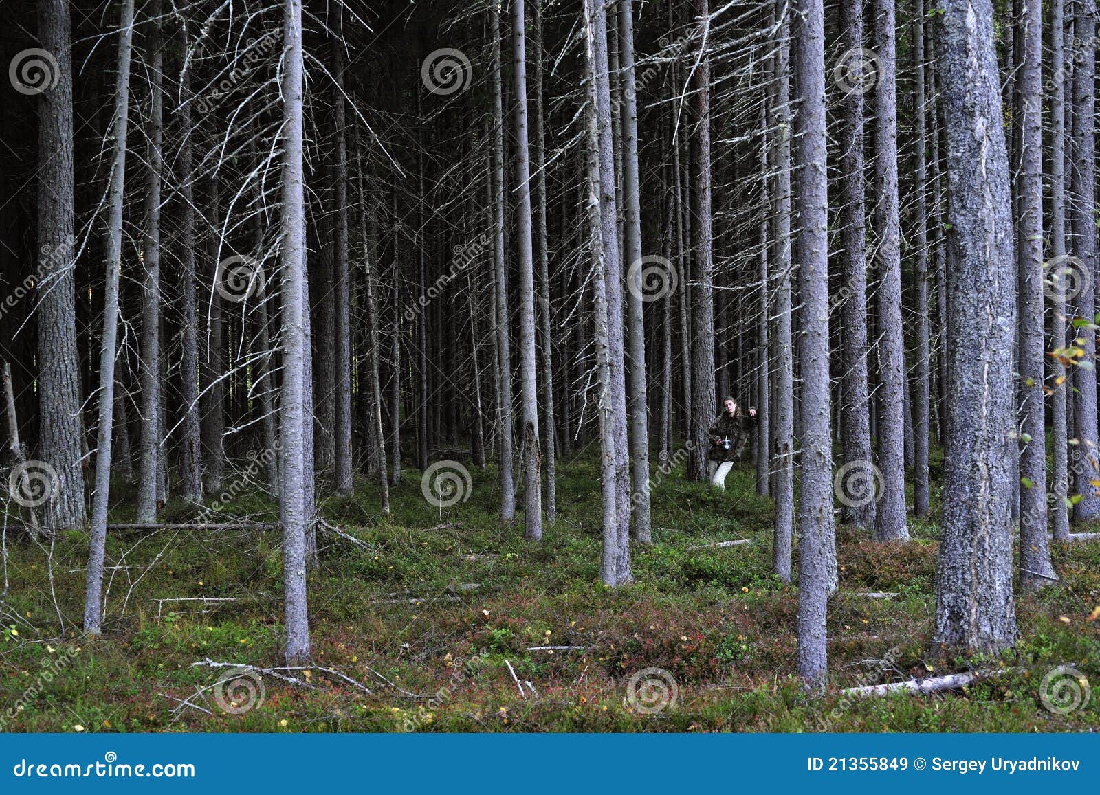Woman in pine thicket. stock image. Image of dawn, fading - 21355849