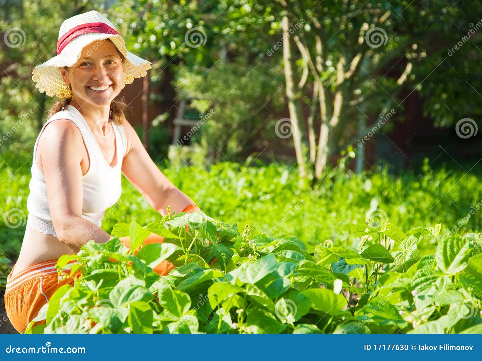 Woman in plant of pea stock photo. Image of vegetable - 17177630