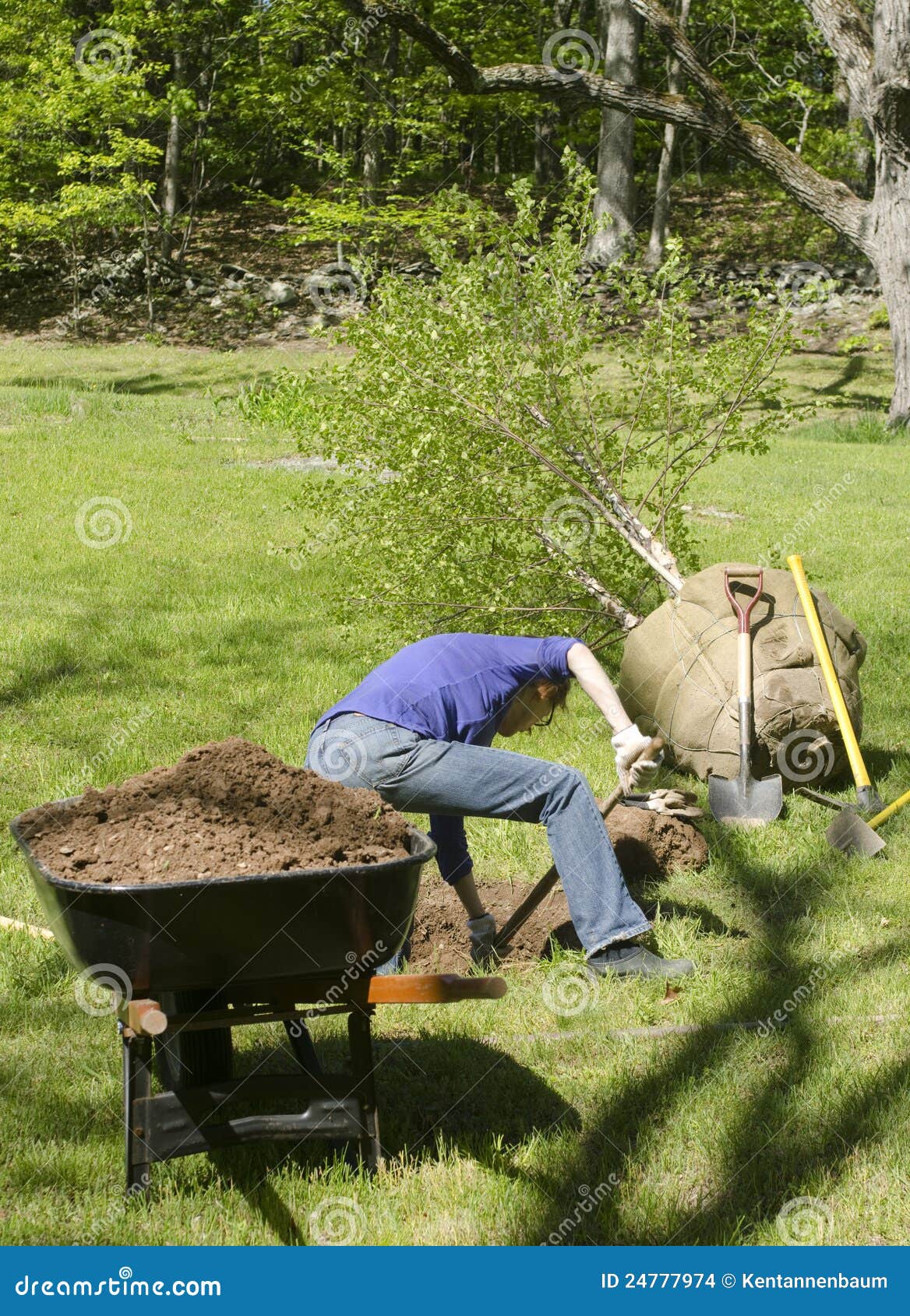 Woman planting birch tree stock photo. Image of redhead - 24777974