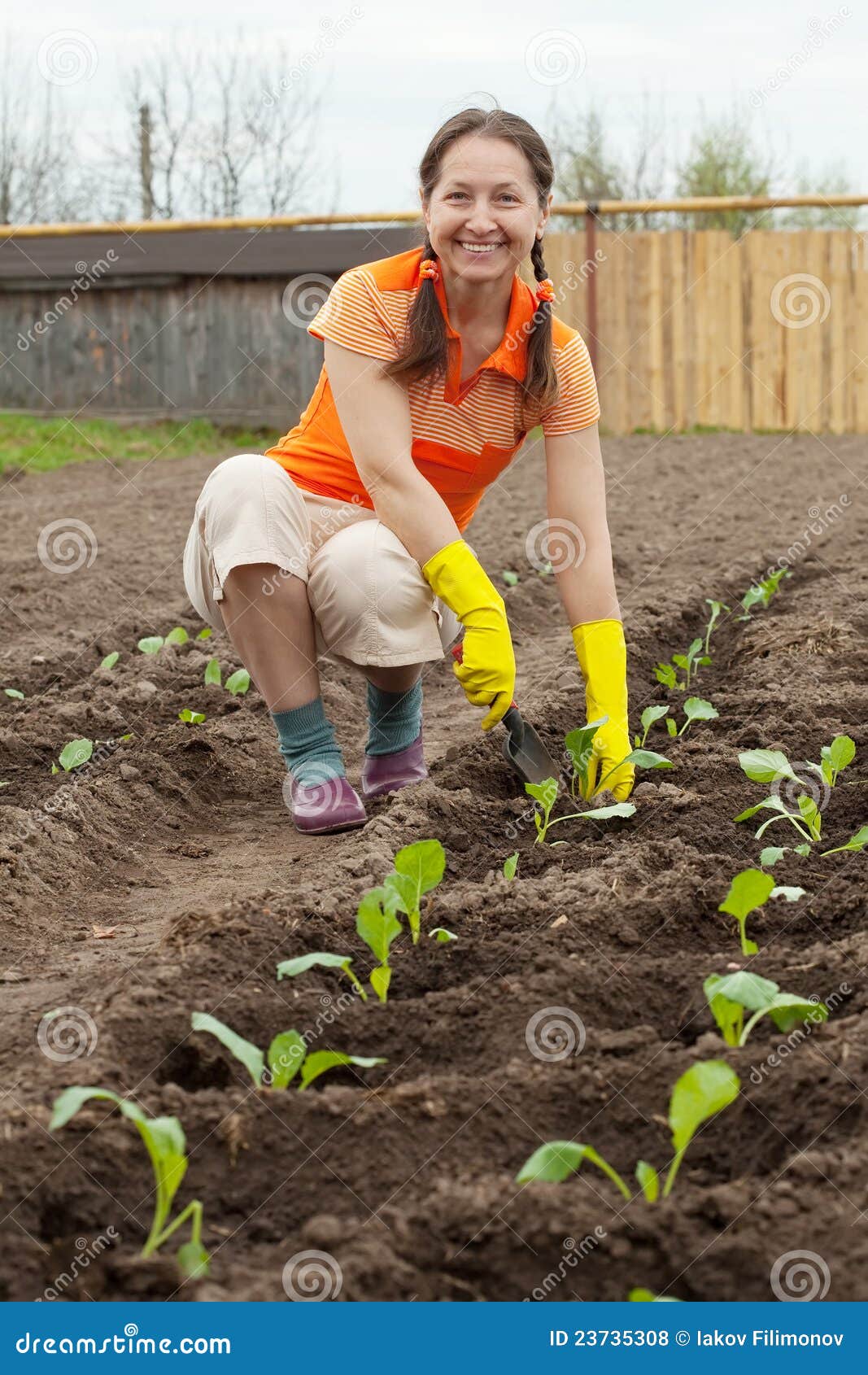 Woman planting cabbage stock photo. Image of middle, growing - 23735308