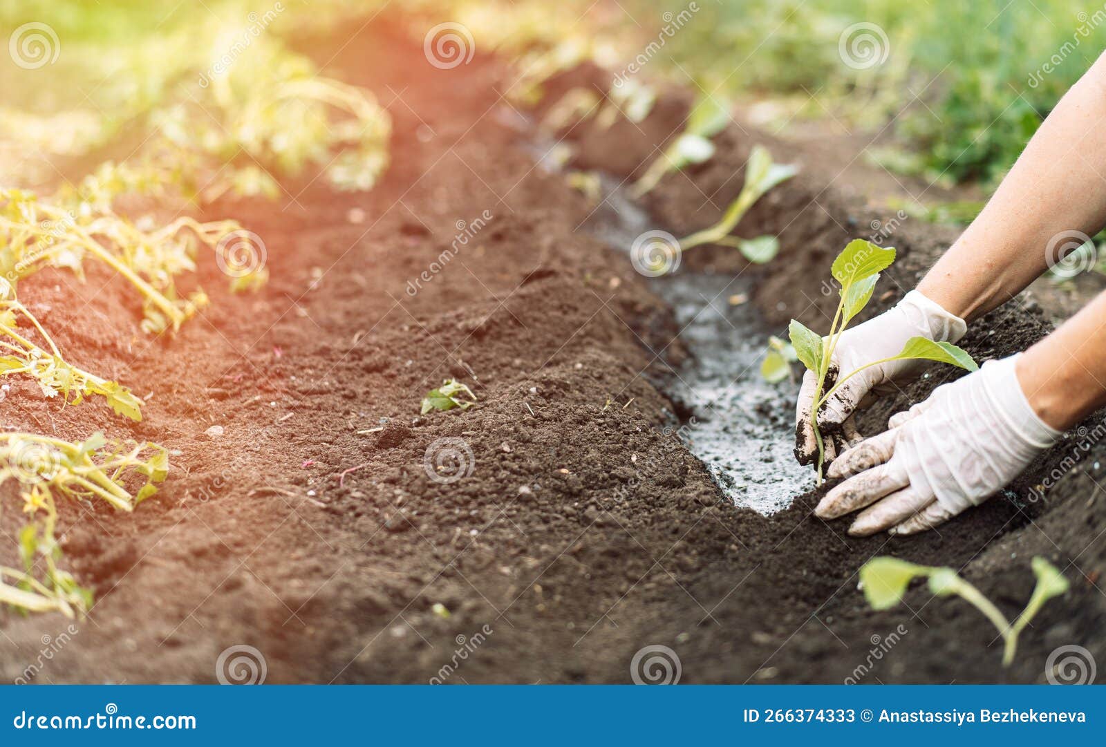Woman Planting Cabbage Seedlings in a Field Stock Image - Image of life ...