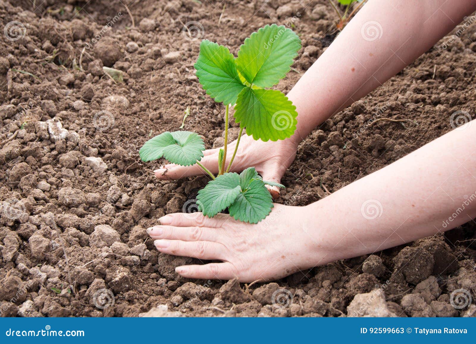 Woman Planting Strawberry Sprouts Stock Image - Image of domestic ...