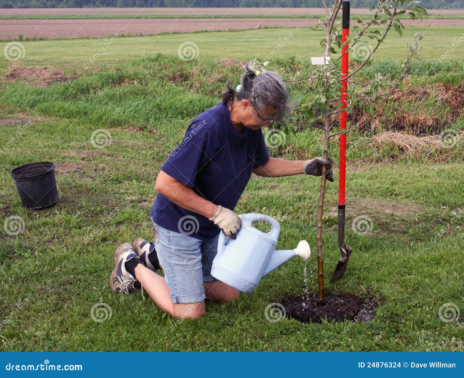 Woman planting a tree stock photo. Image of growing, watering - 24876324