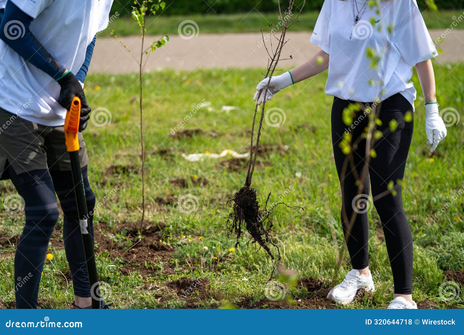Woman Planting Tree in Park with Friend Stock Photo - Image of planting ...