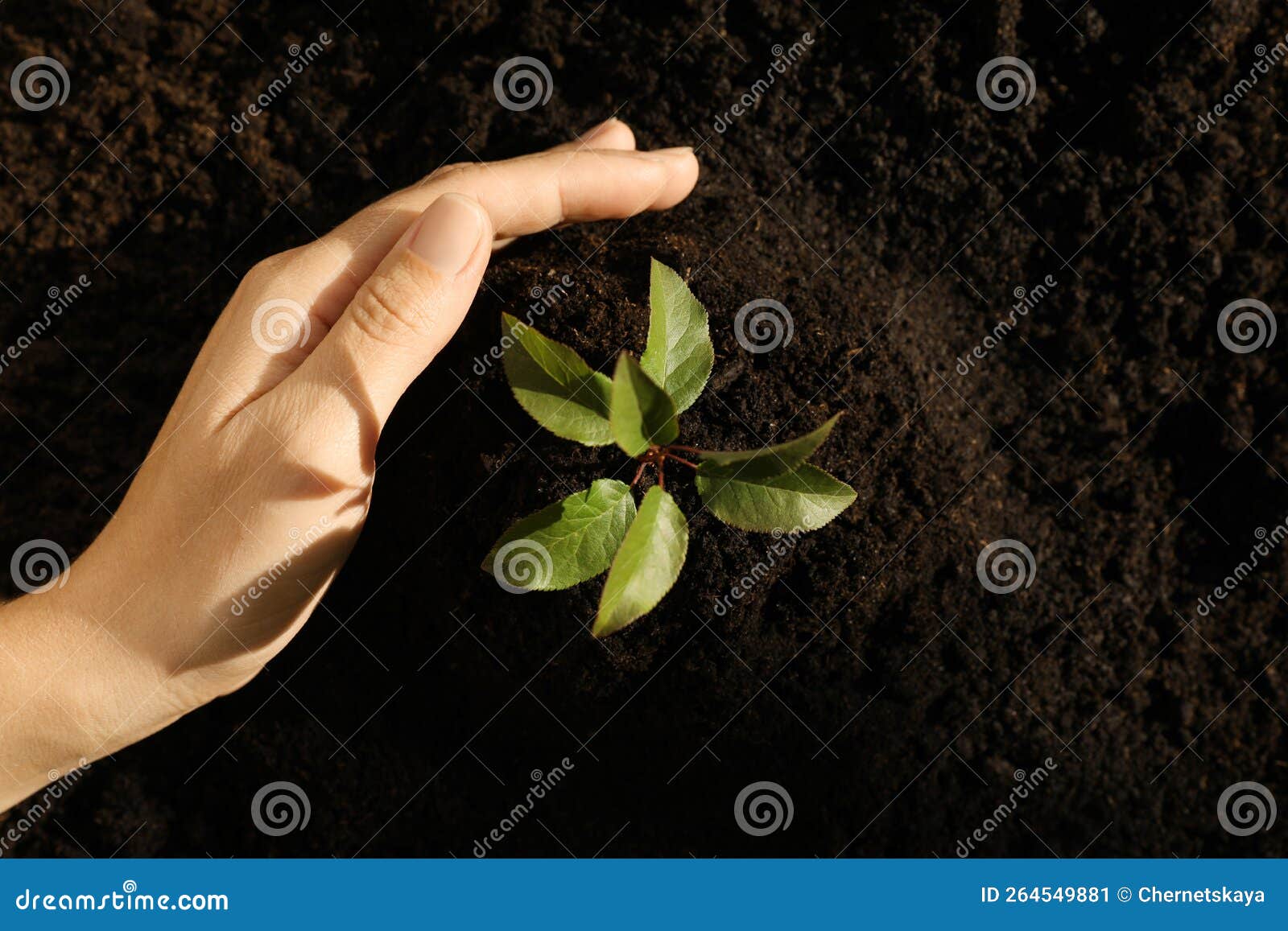 Woman Planting Young Tree in Soil, Top View Stock Image - Image of ...
