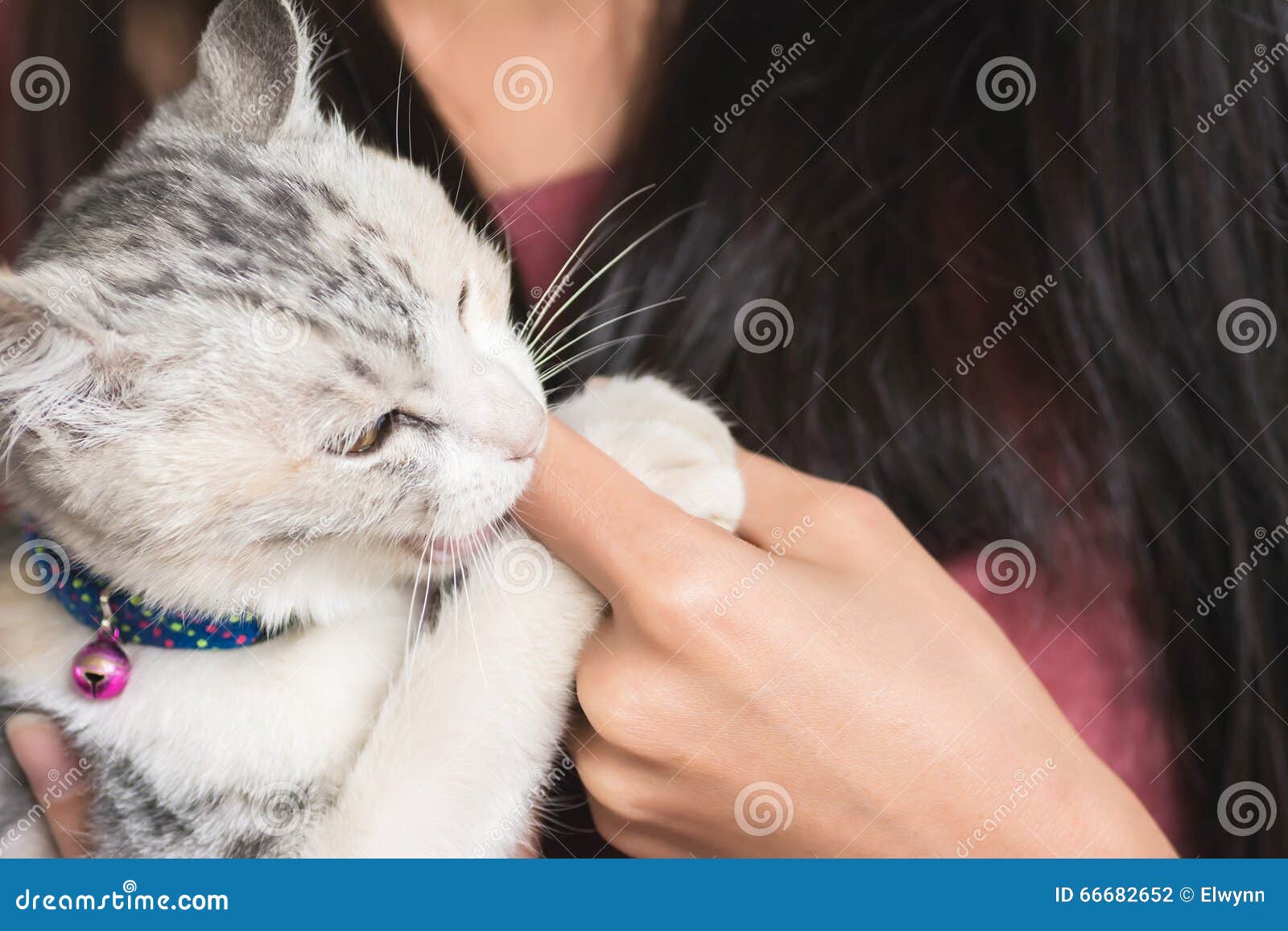 Woman play with her kitten stock photo. Image of domestic - 66682652