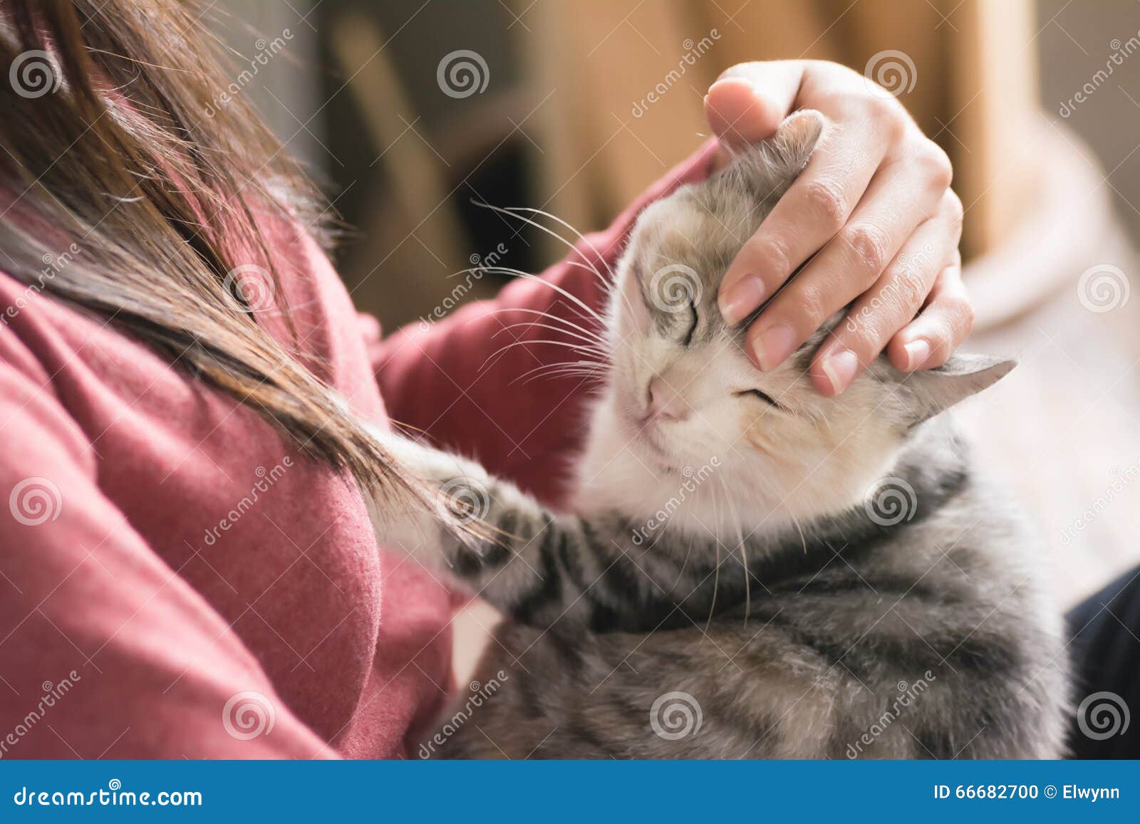 Woman play with her kitten stock photo. Image of holding - 66682700