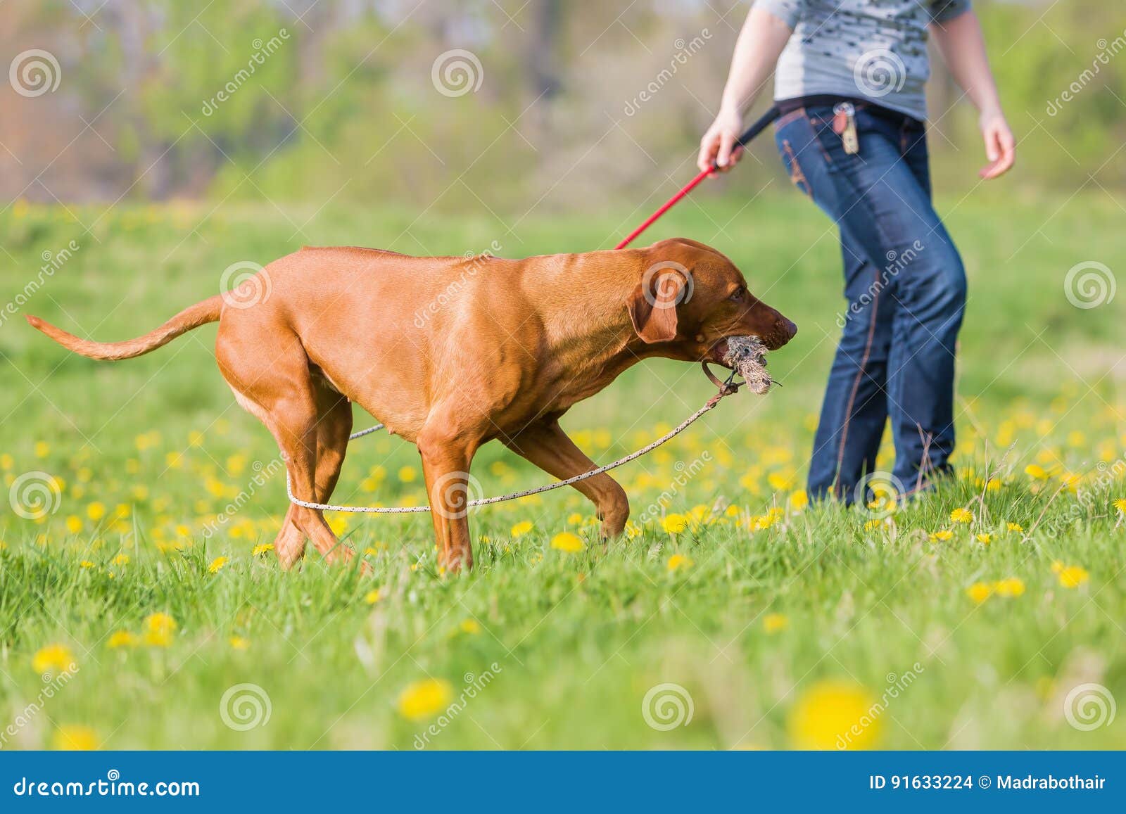 Woman Plays with a Rhodesian Ridgeback on the Meadow Stock Photo ...