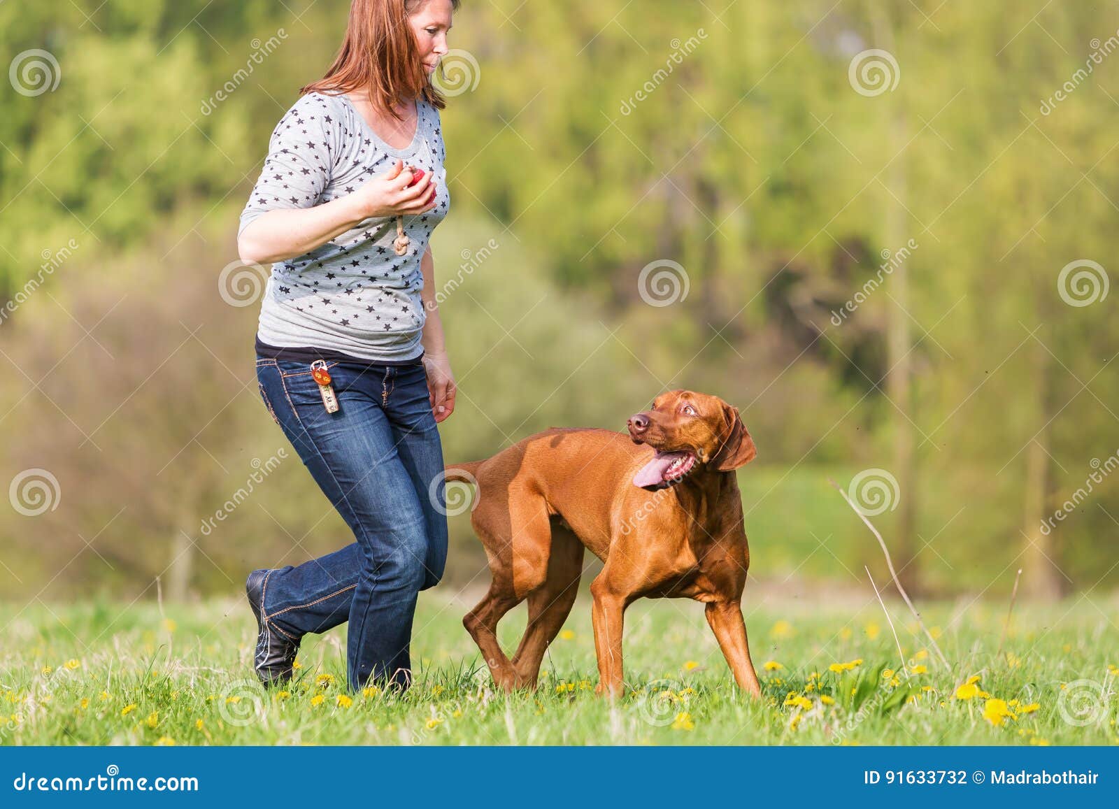 Woman Plays with a Rhodesian Ridgeback on the Meadow Stock Photo ...