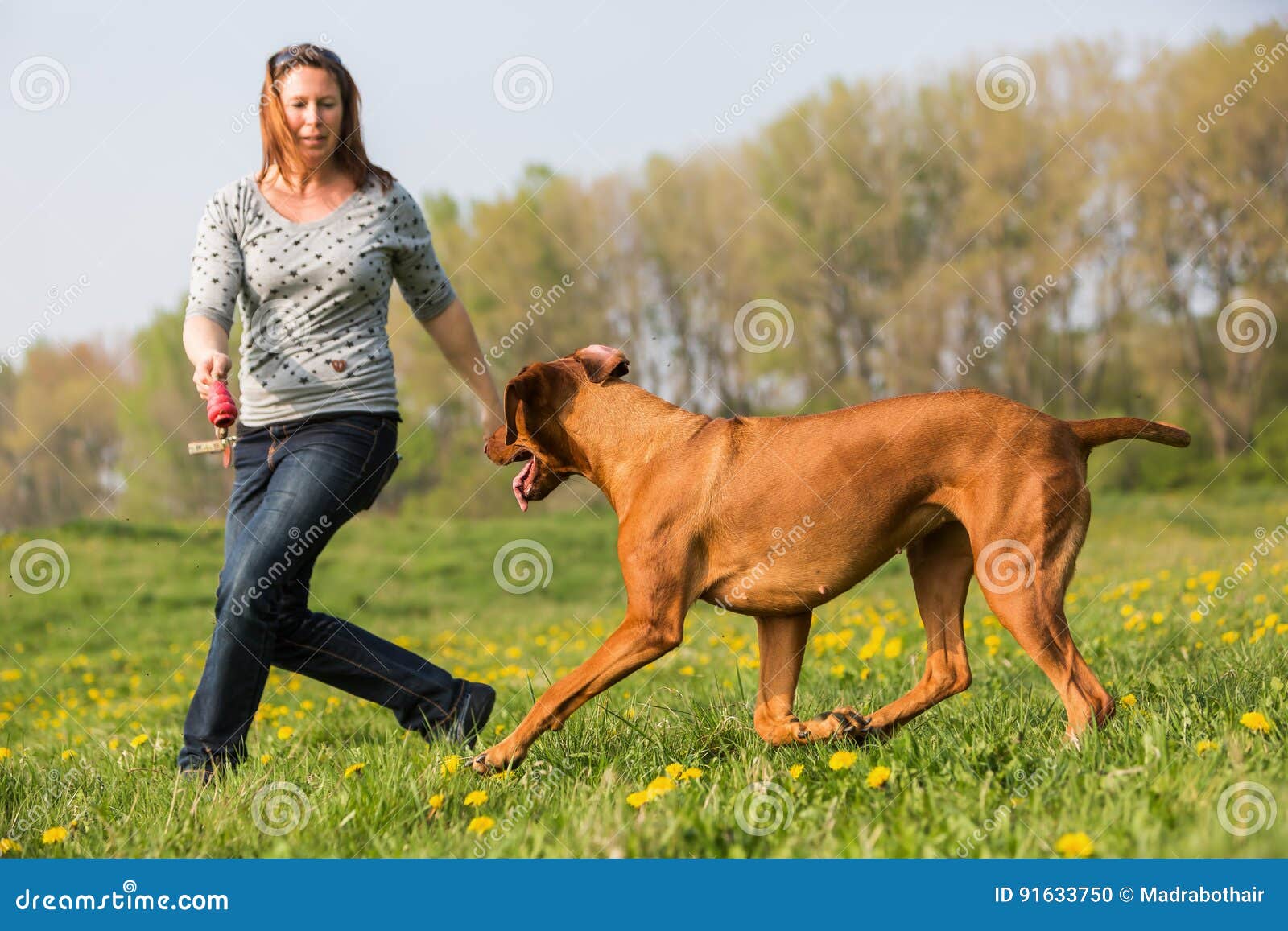 Woman Plays with a Rhodesian Ridgeback on the Meadow Stock Photo ...