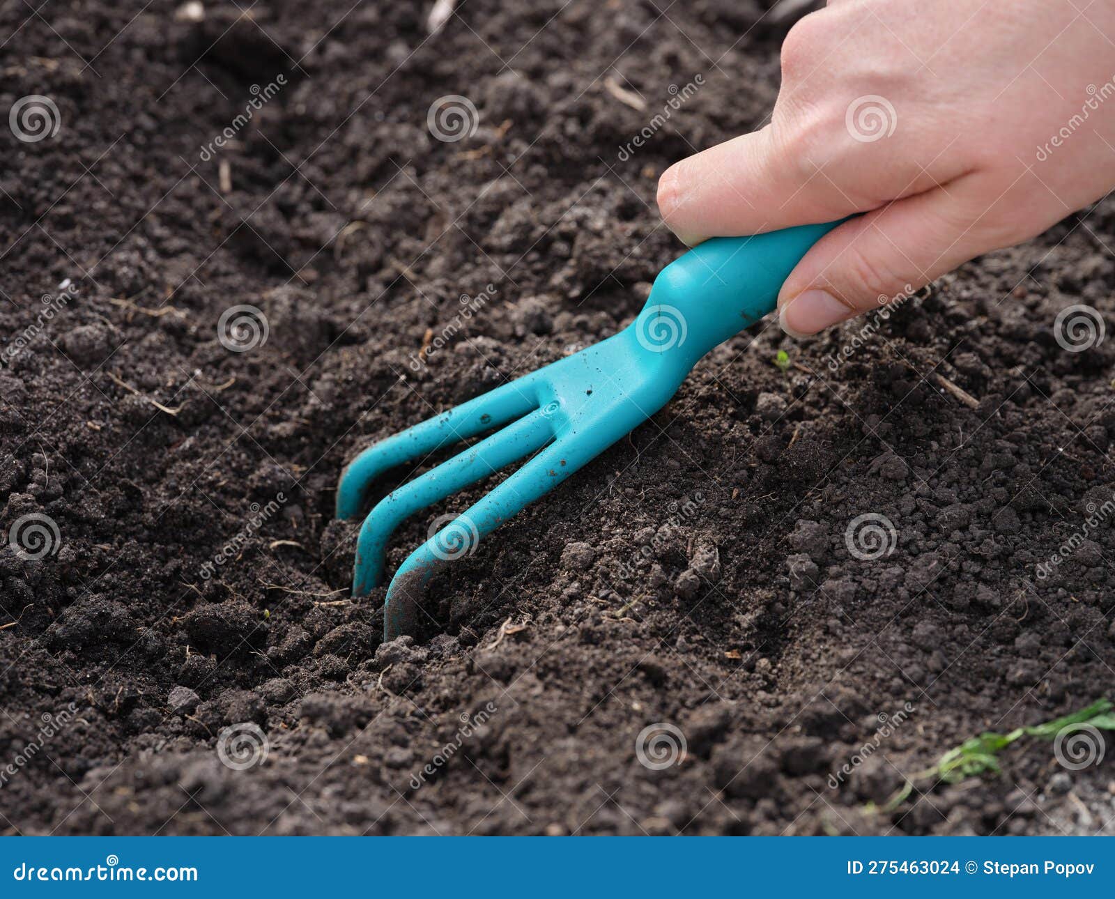 A Woman Preparing Soil Using a Handled Claw Cultivator Stock Photo ...
