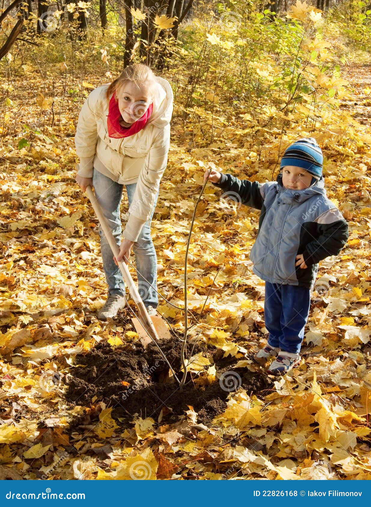 Woman with Preschooler Setting Tree in Autumn Stock Photo - Image of ...