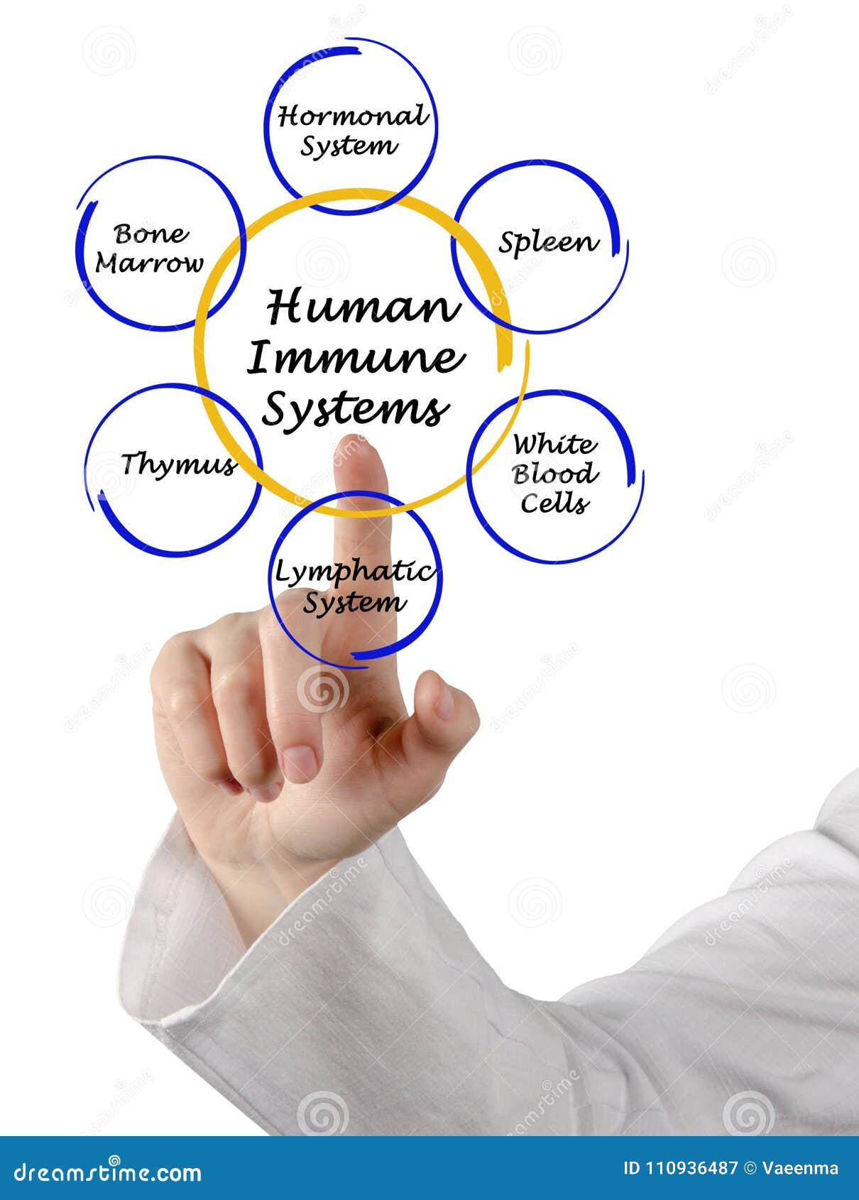 Human Immune Systems stock image. Image of scientist - 110936487