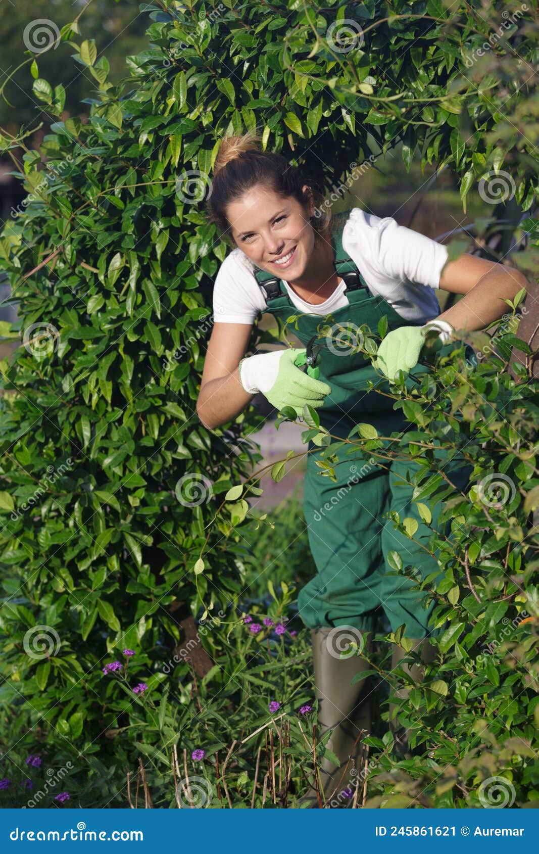 Woman Pruning Arched Garden Hedge Stock Image - Image of leaf, summer ...