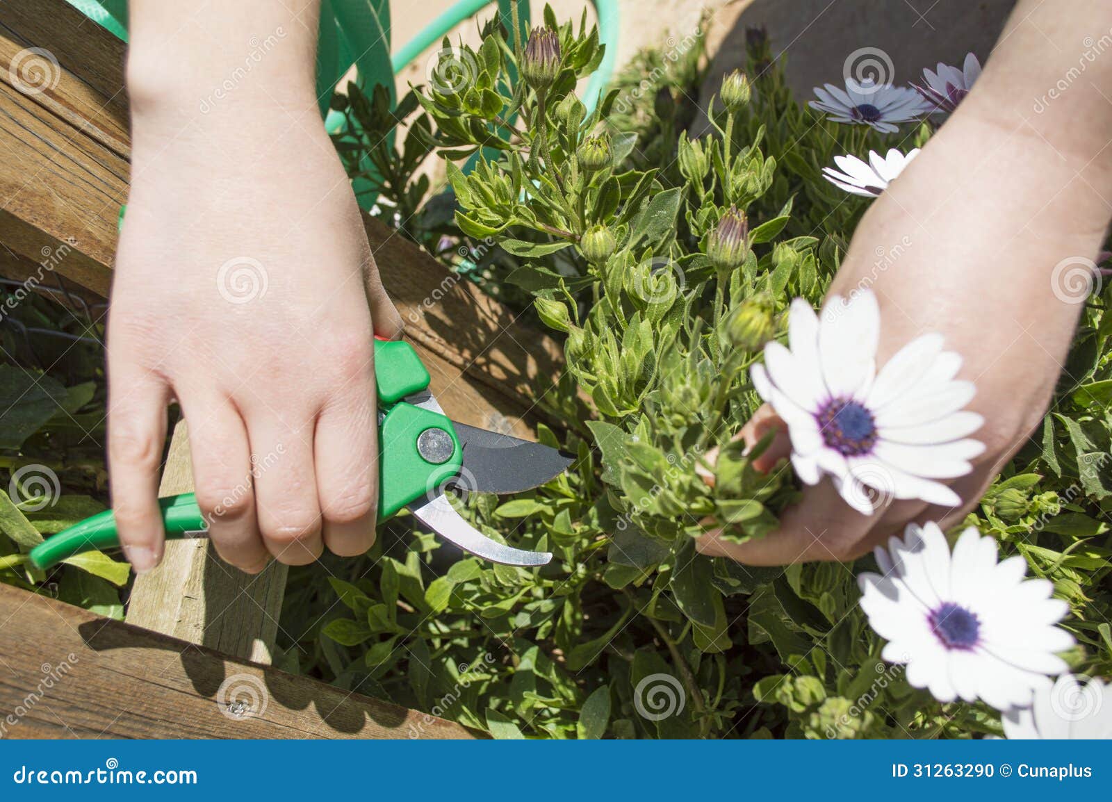 Woman pruning a flower stock photo. Image of seasonal - 31263290