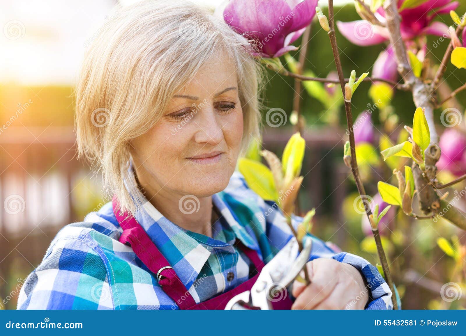 Woman Pruning Magnolia Tree Stock Image - Image of flower, blade: 55432581