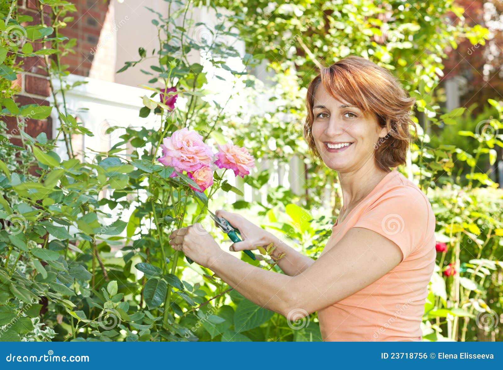 Woman pruning rose bush stock photo. Image of beautiful - 23718756