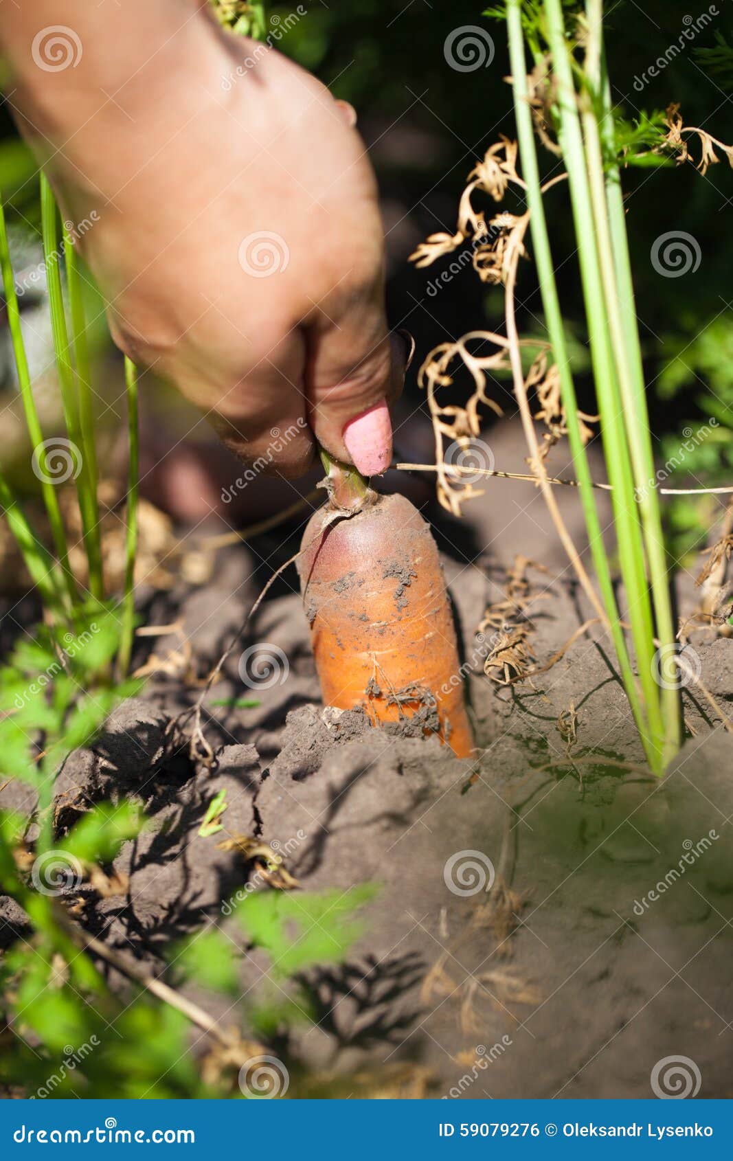 Woman Pulls Organic Carrots Stock Photo - Image of harvest, food: 59079276
