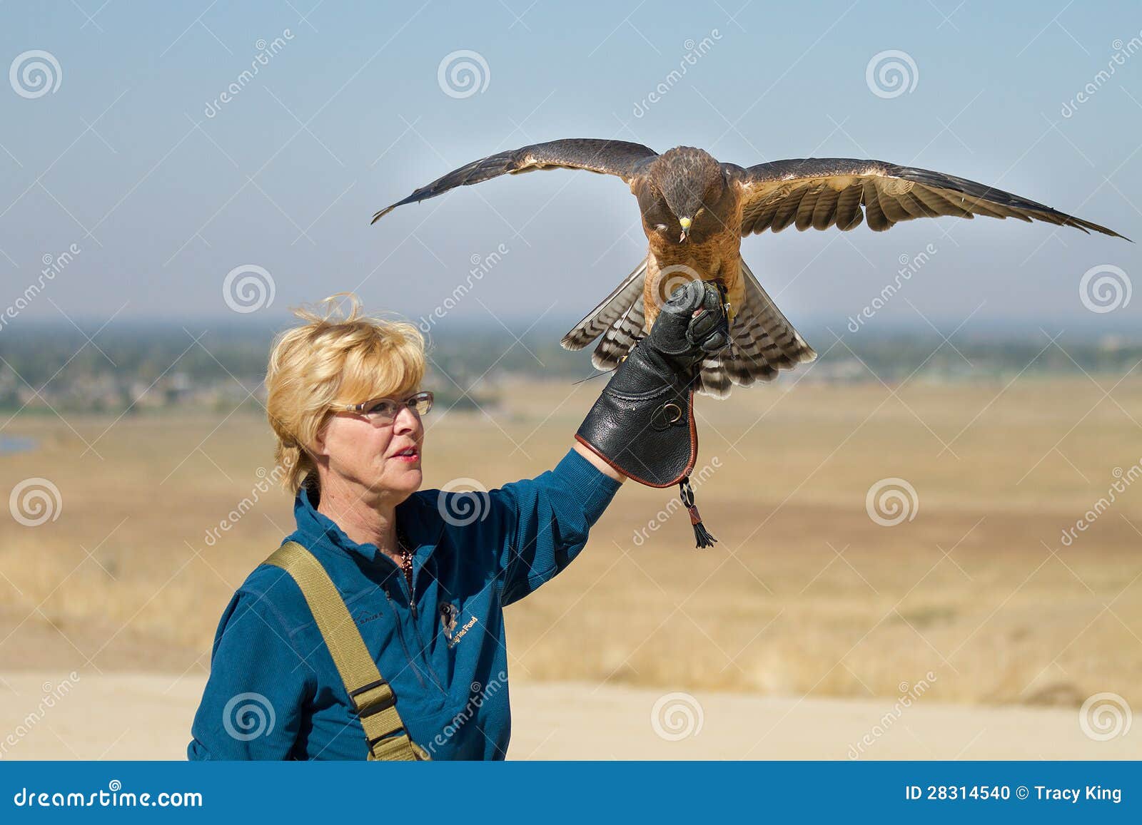 Woman Putting on a Show with Her Hawk Editorial Image - Image of flight ...