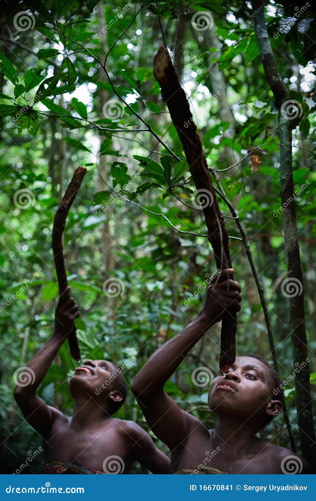 The Woman the Pygmy Drinks Water from a Liana. Editorial Photo - Image ...