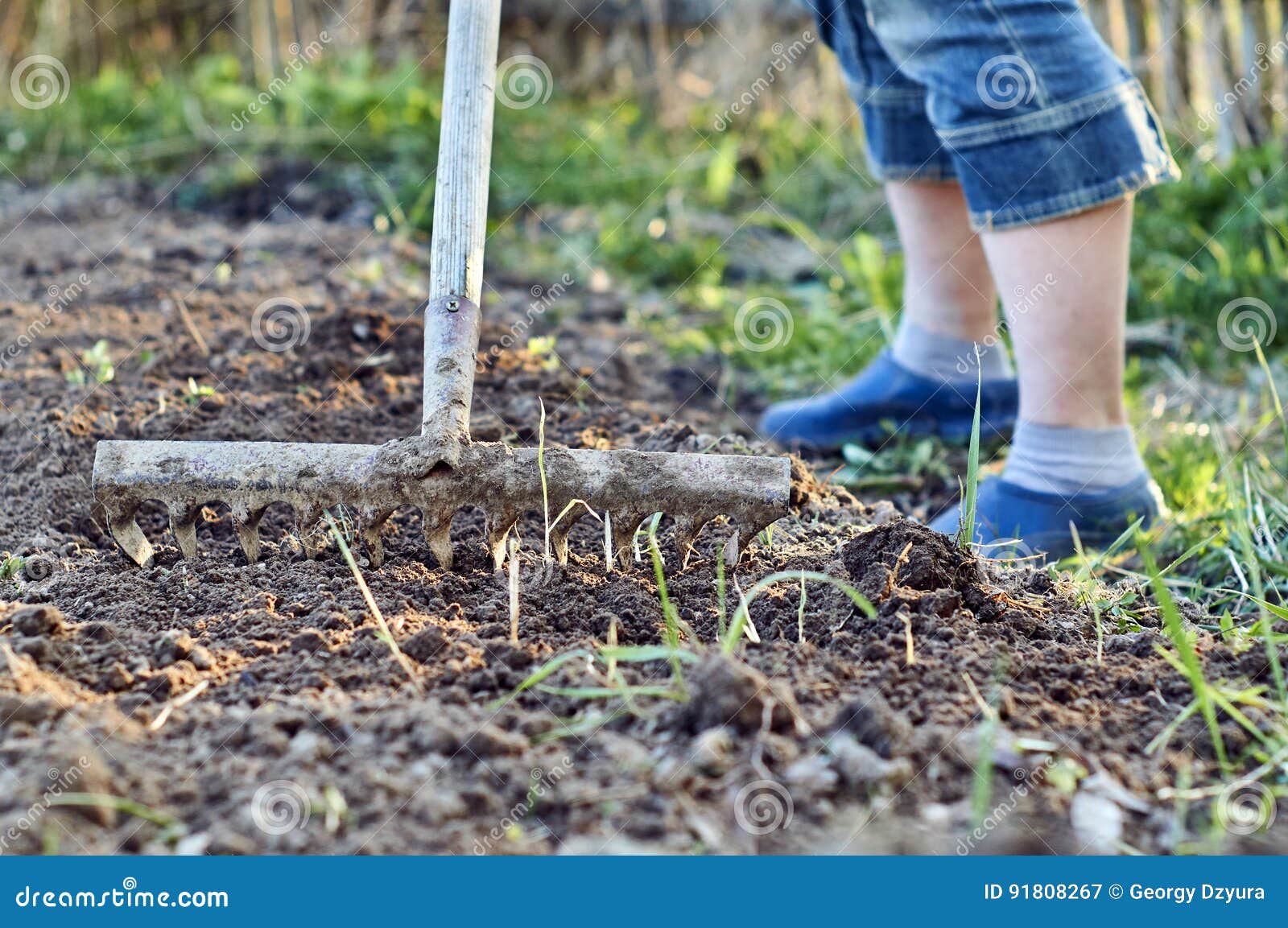 Woman Raking Soil with Old Rusty Rake Stock Image - Image of equipment ...