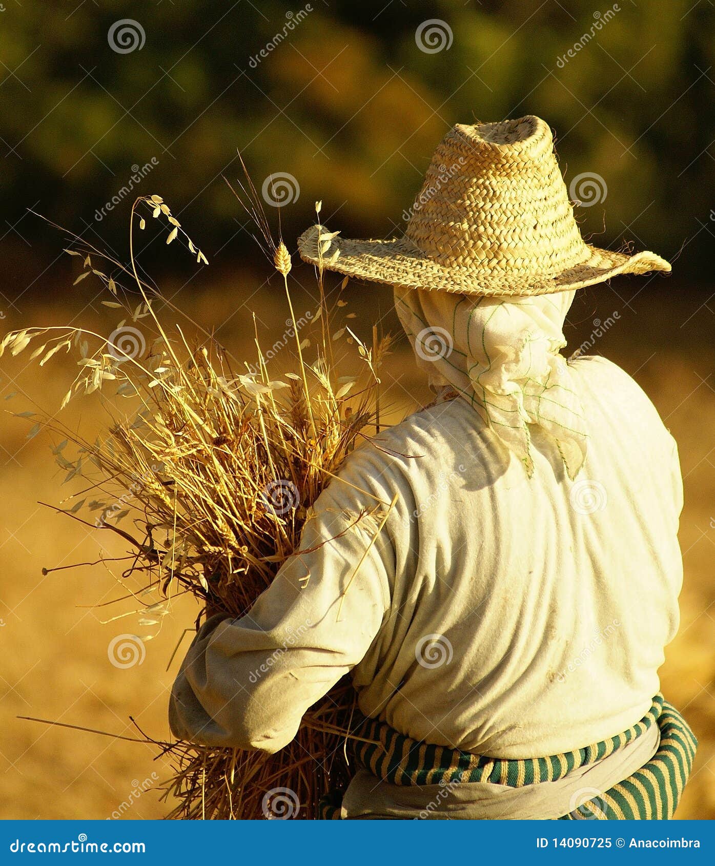 Woman reaping wheat stock image. Image of berber, agriculture - 14090725