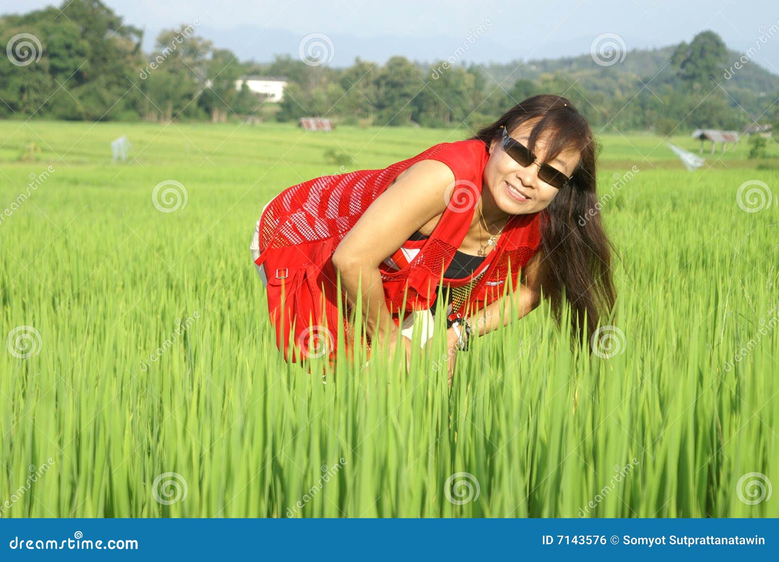 Woman in rice field stock photo. Image of nice, paddy - 7143576