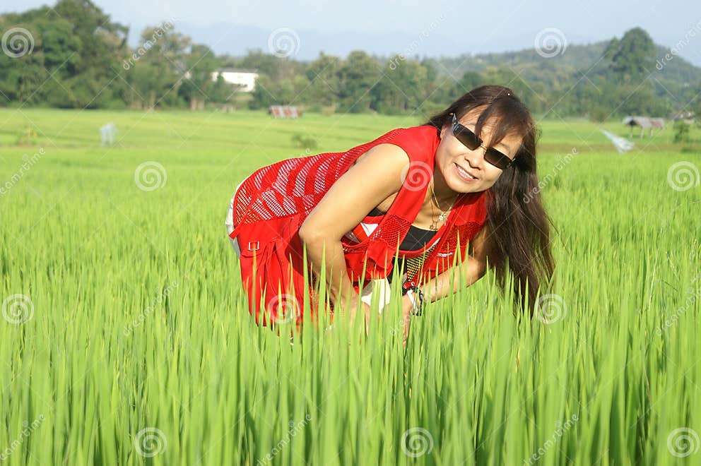 Woman in rice field stock photo. Image of nice, paddy - 7143576