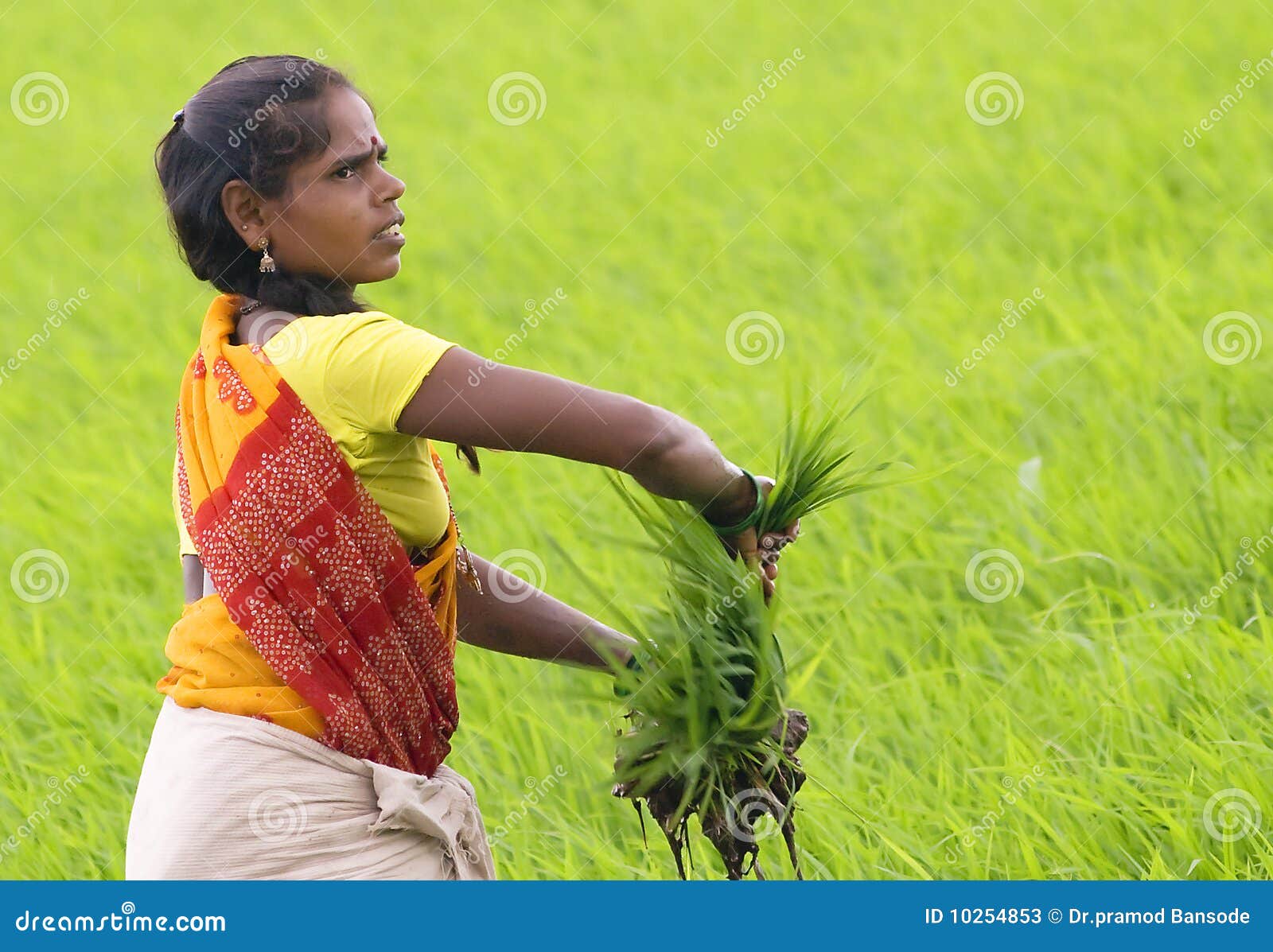 Rice fields editorial stock photo. Image of news, woman - 10254853