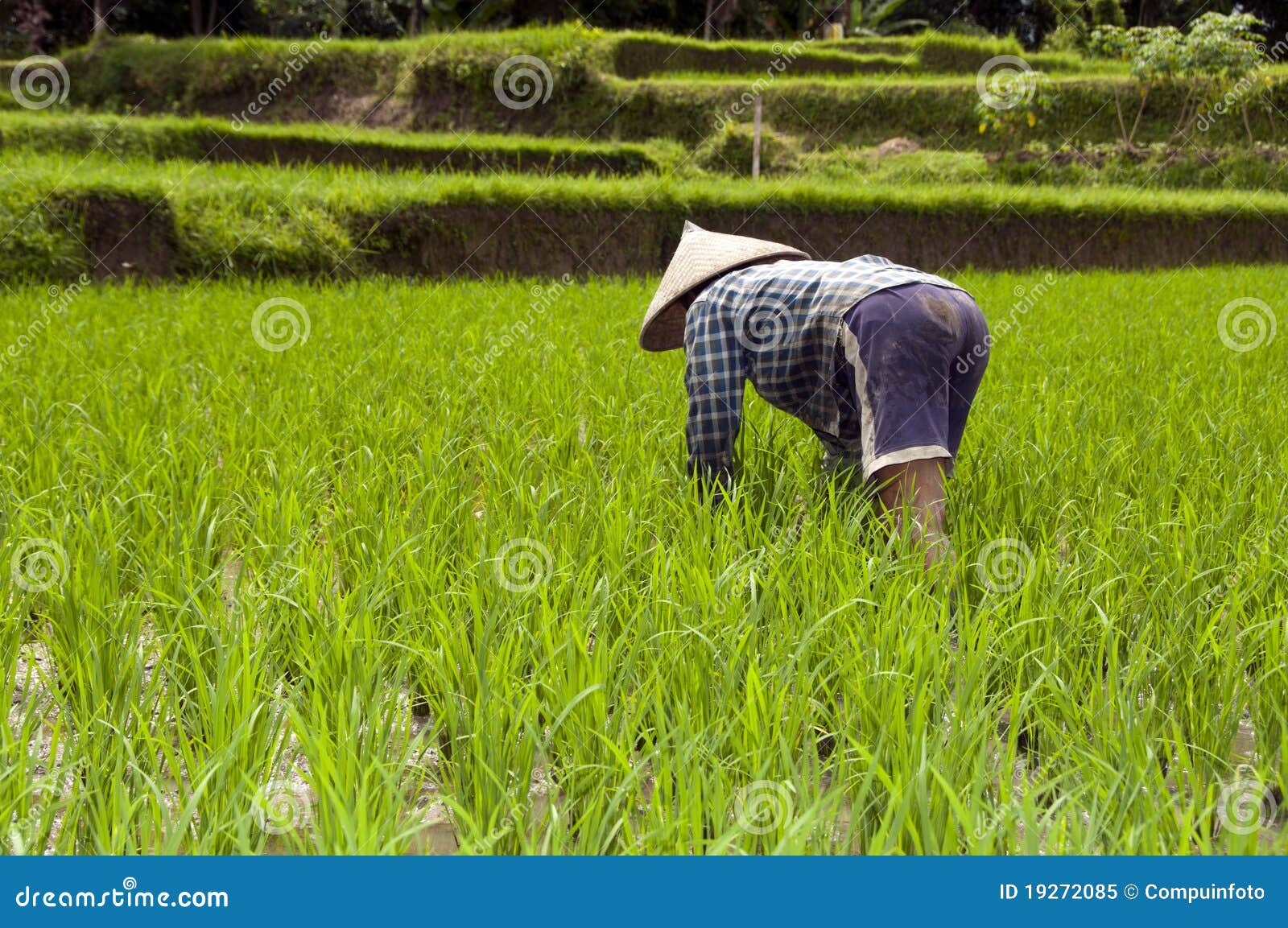 Woman in rice fields Bali editorial image. Image of crop - 19272085