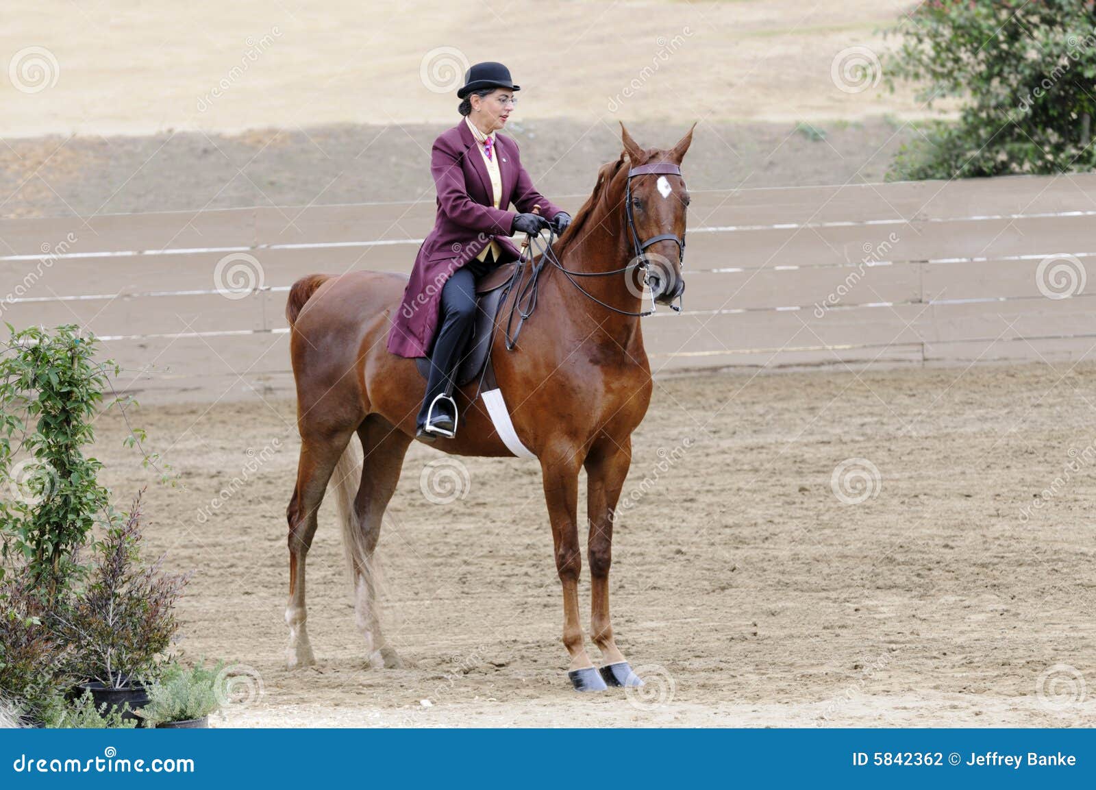 Woman Riding Saddlebred Horse Stock Photo - Image of bowler, coat: 5842362