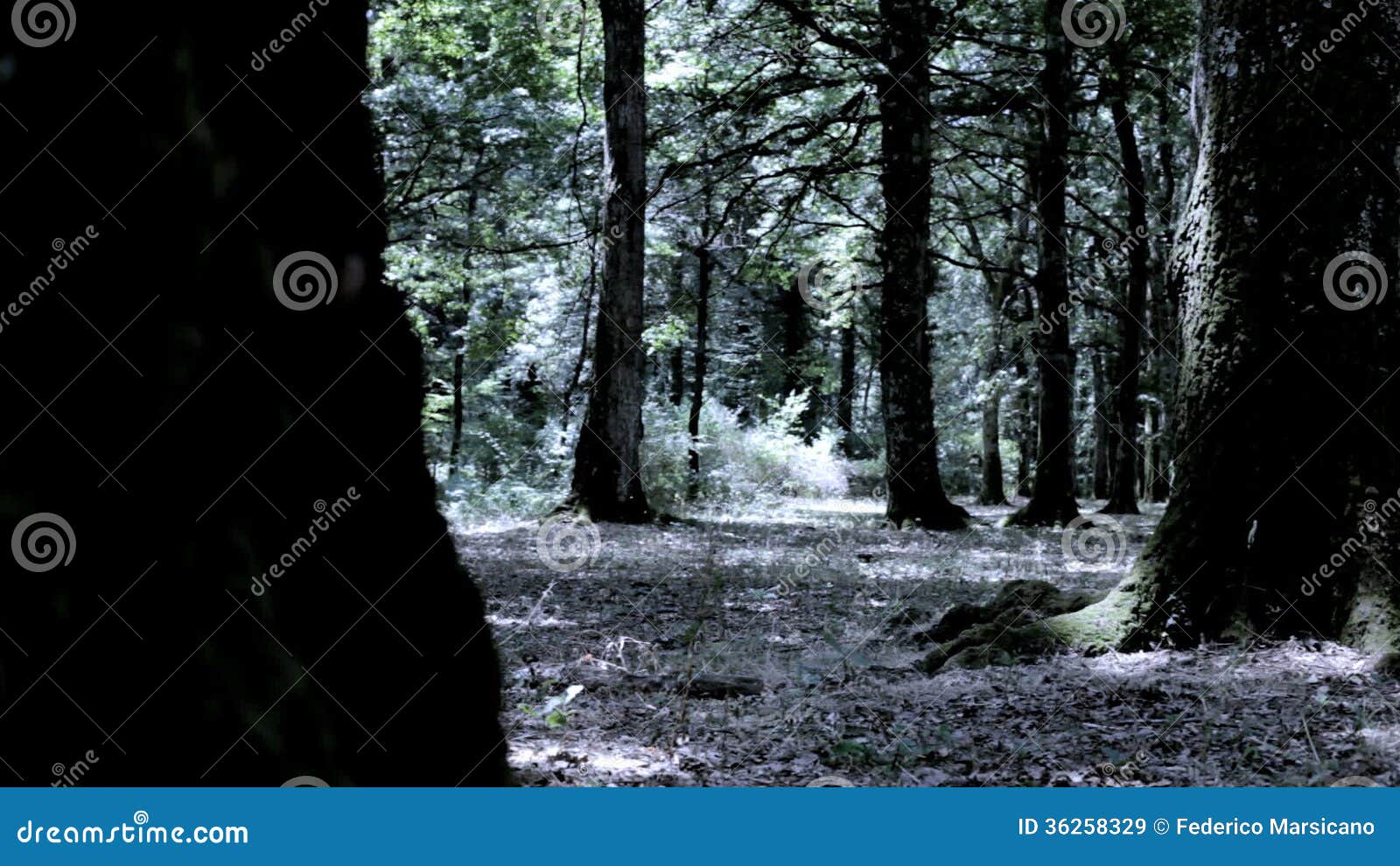 Woman Running in Forest Scared Stock Video Footage - Video of murderer ...