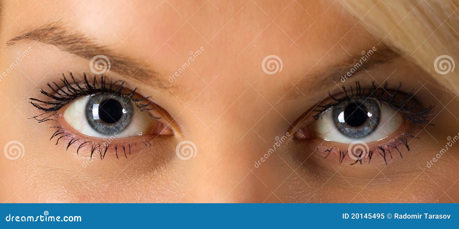 Woman s eyes stock image. Image of beauty, eyebrow, eyeball - 20145495