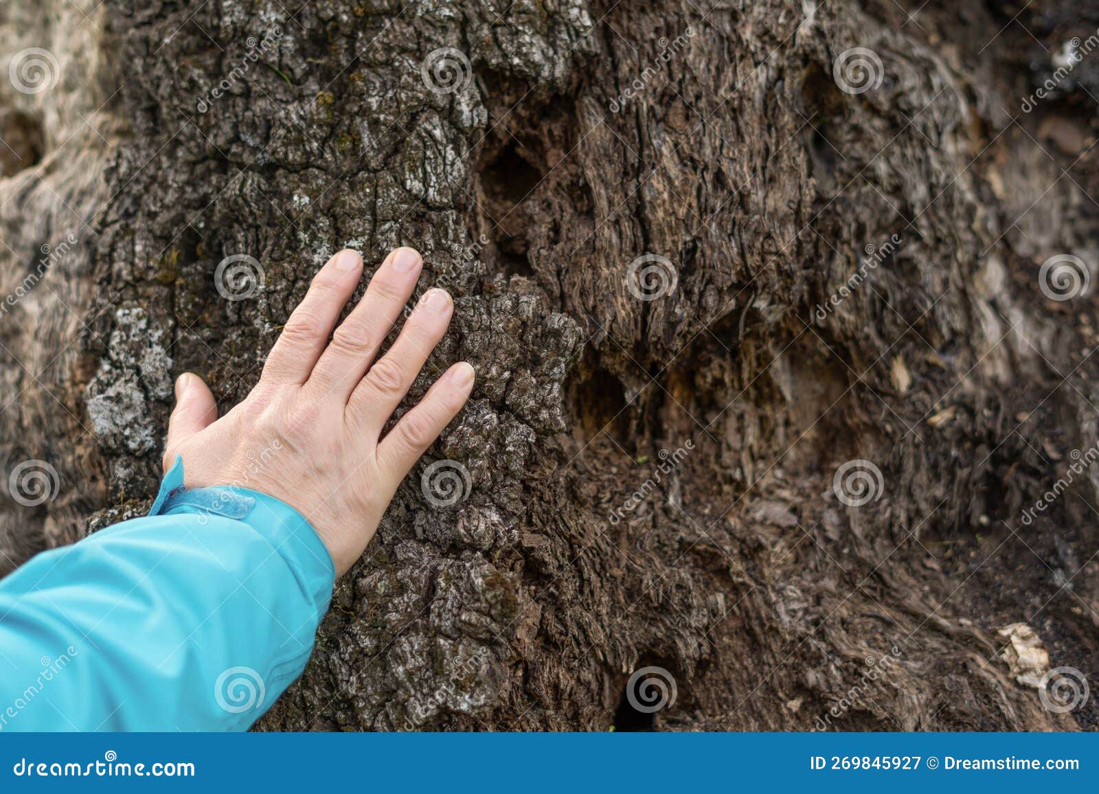 Woman S Hand Caressing a Dry Tree Stock Image - Image of responsibility ...