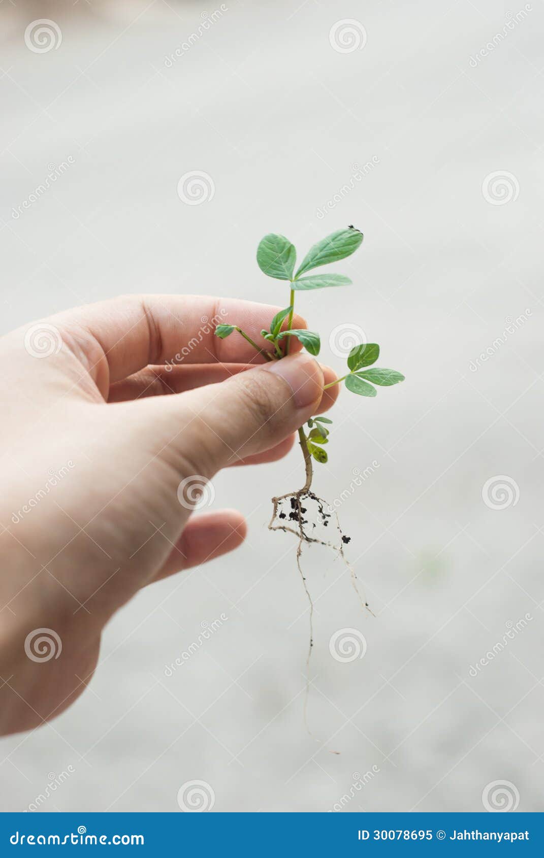 Catching a baby tree stock image. Image of achievement - 30078695