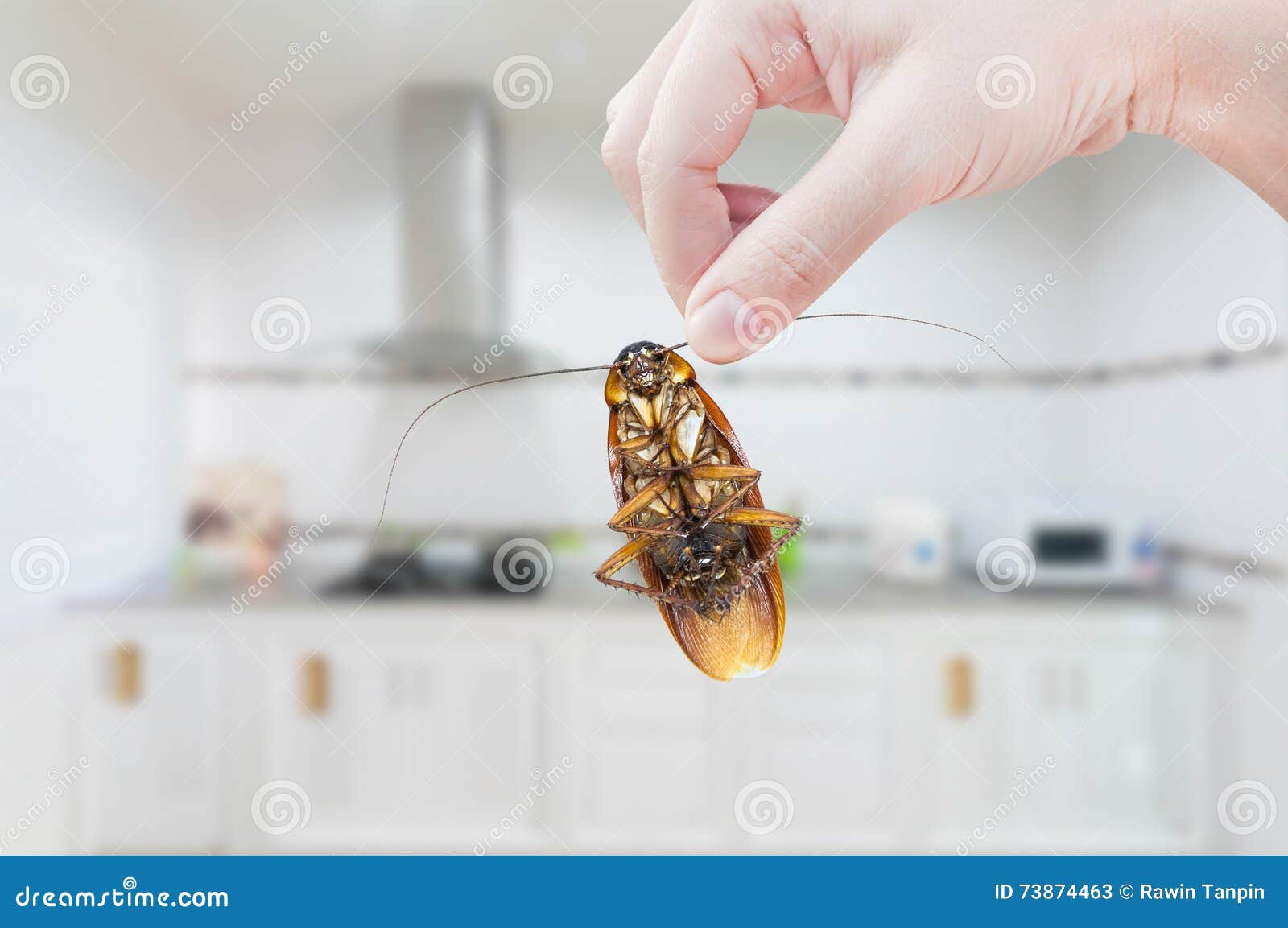 Woman S Hand Holding Cockroach on Kitchen Background Stock Image ...