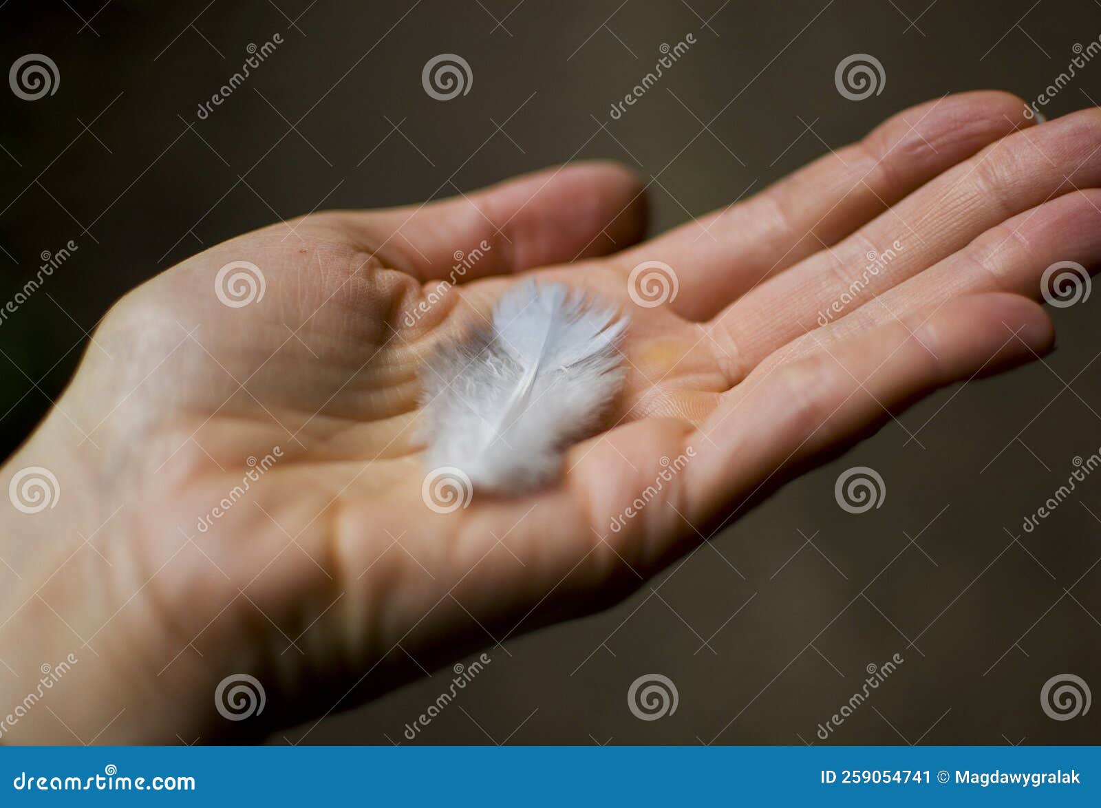 Woman S Hand Holding Feather. Stock Image - Image of adult, hygiene ...