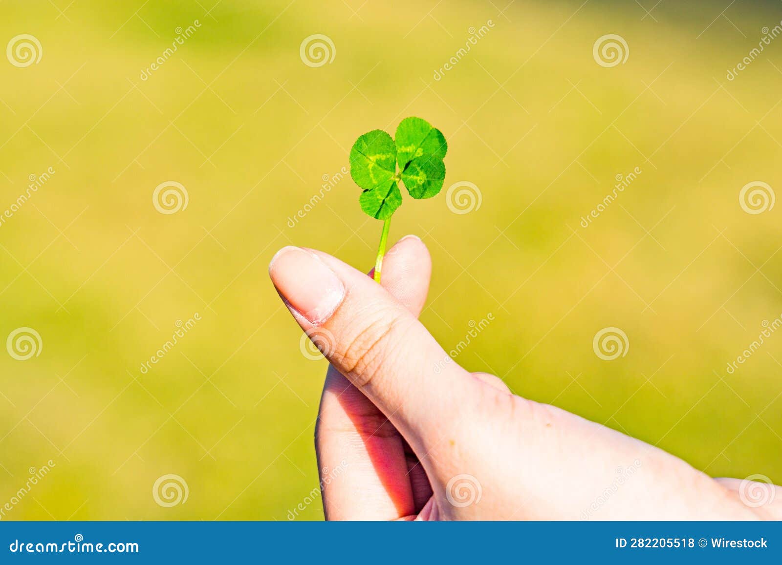 Woman S Hand Holding a Four-leaf Clover Stock Photo - Image of hand ...
