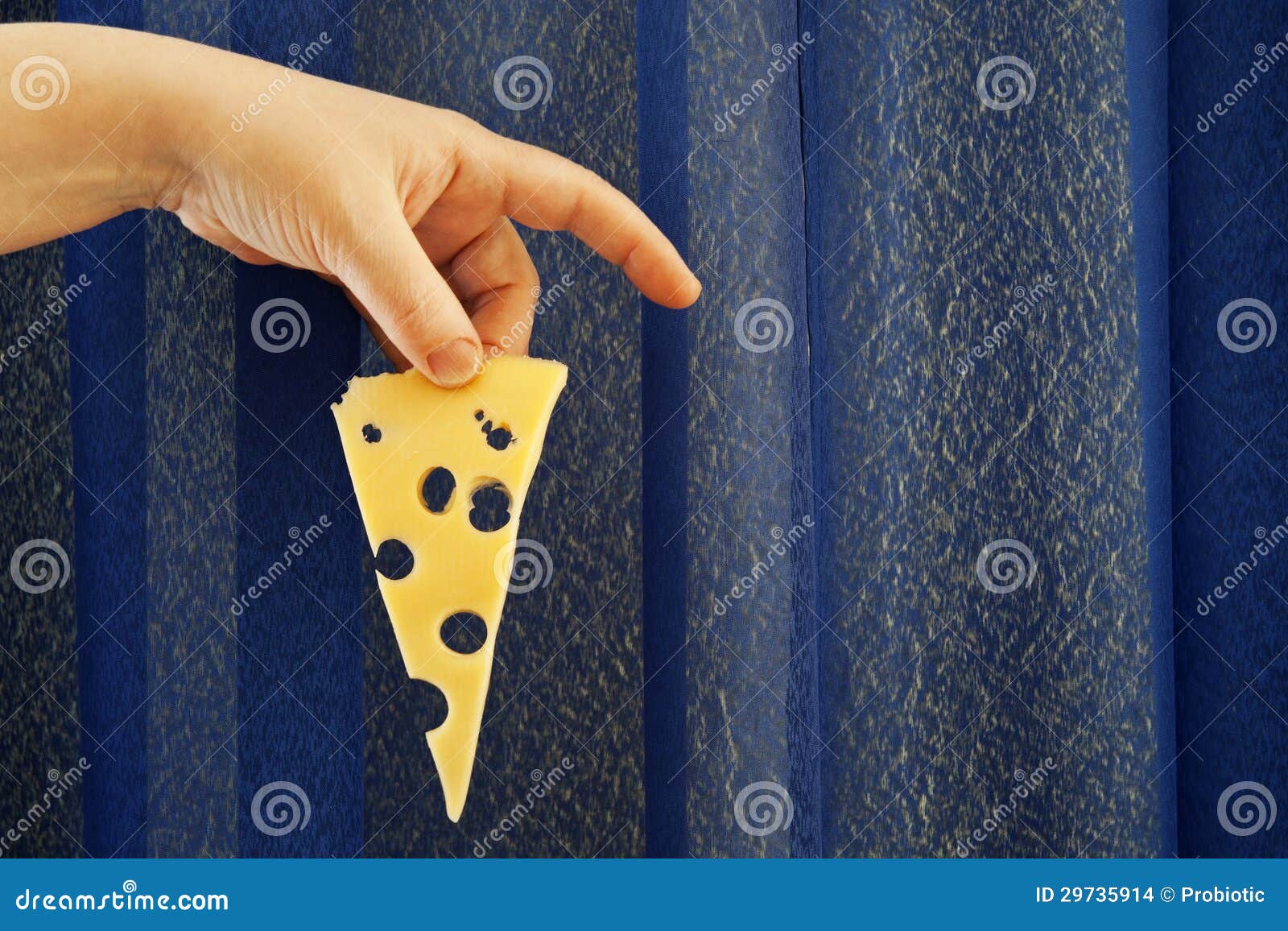 A Piece of Cheese in Woman S Hand Stock Photo - Image of milk, piece ...