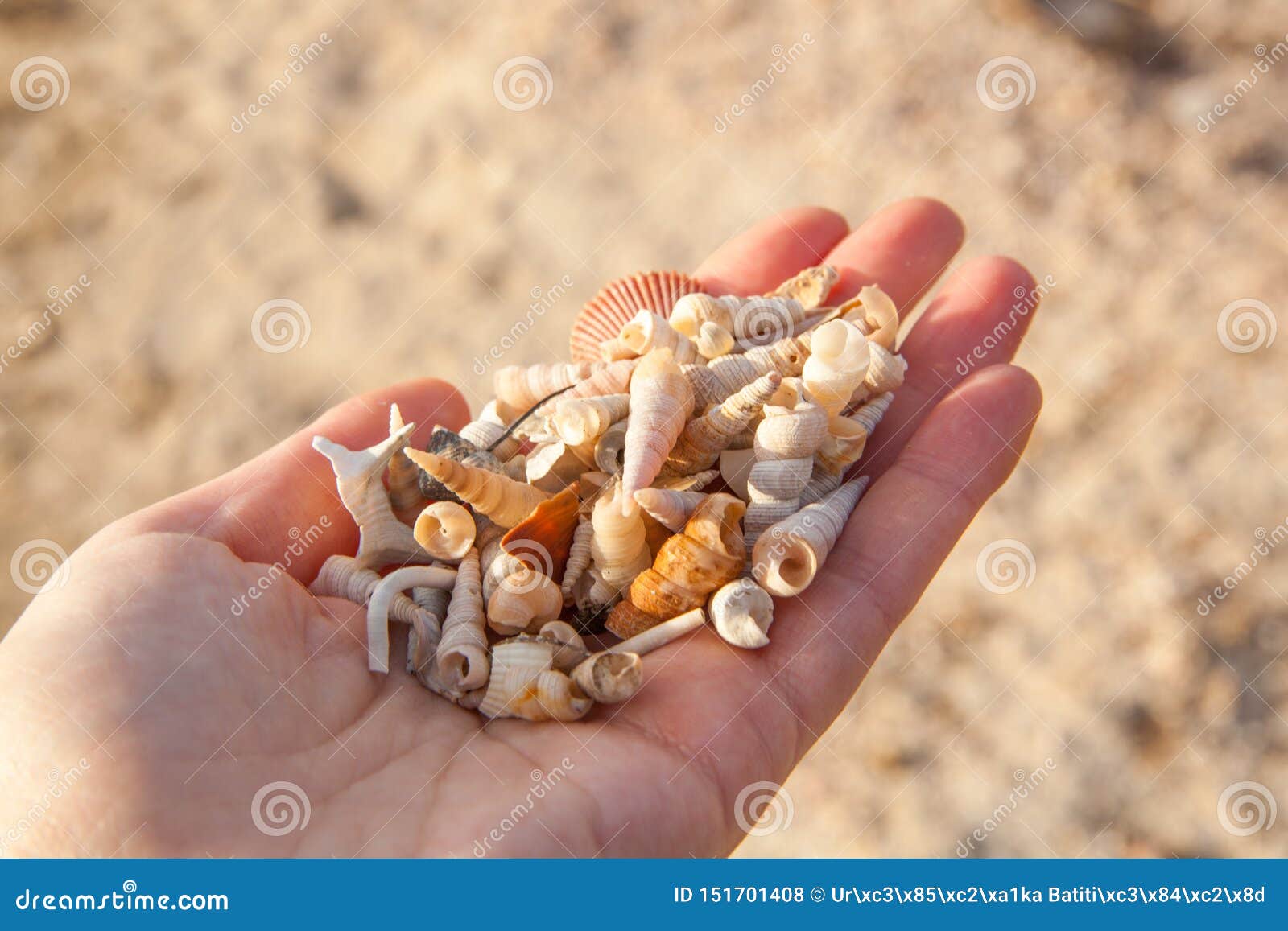 Woman`s Hand Holding Seashells Stock Photo - Image of beach, aquatic ...