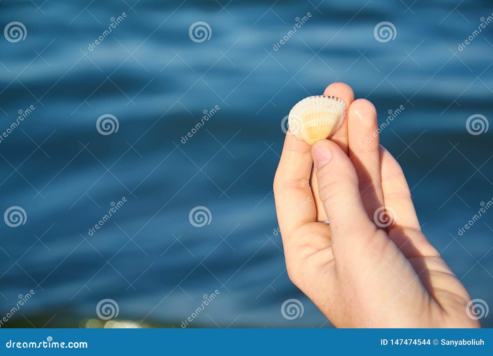 A Woman S Hand Holding a Shell by the Sea on Sea Background Stock Photo ...