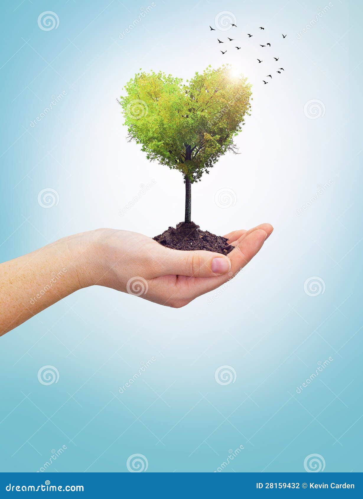 Woman S Hand Holding a Tree Heart Stock Photo - Image of environmental ...