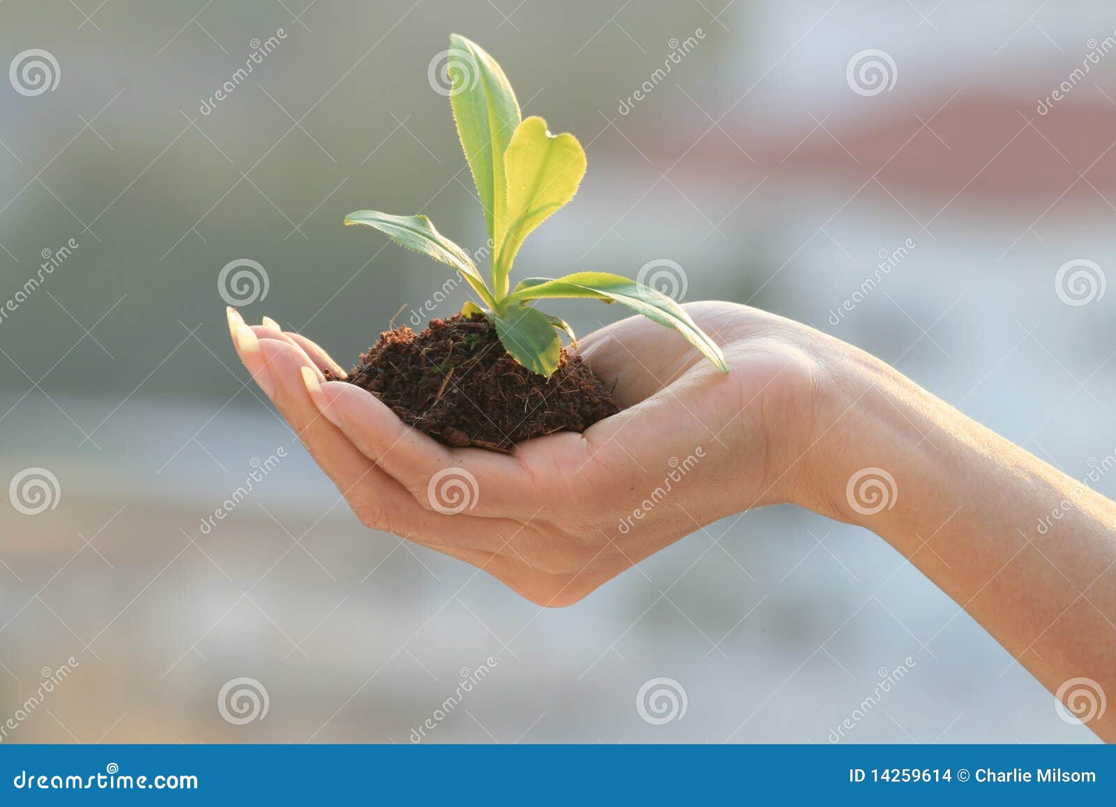 Woman s hand with plant. stock photo. Image of fragility - 14259614