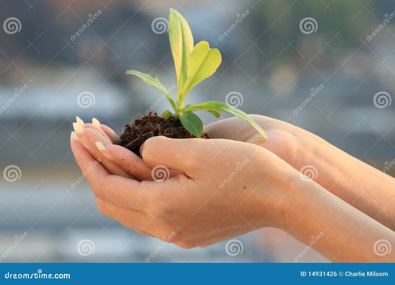 Woman s hand with plant. stock photo. Image of asia, develop - 14931426