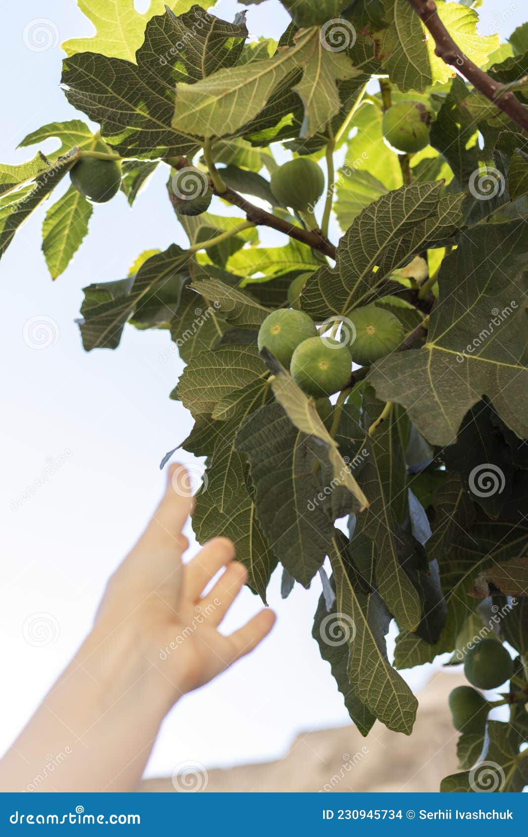 A Woman`s Hand Plucks a Ripe Fig from a Fig Tree. Stock Photo - Image ...
