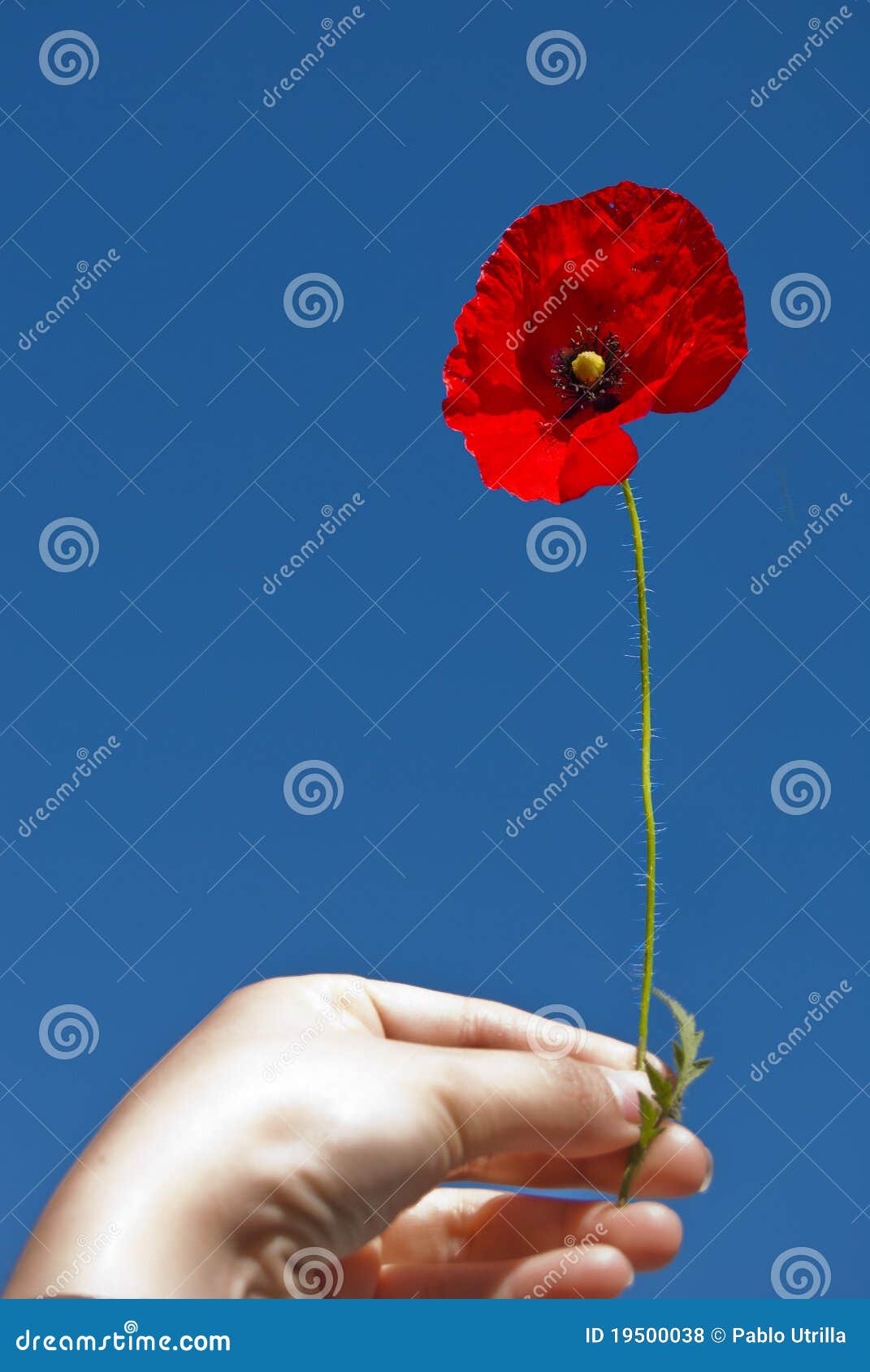 Woman s hand with poppy stock photo. Image of warm, rural - 19500038