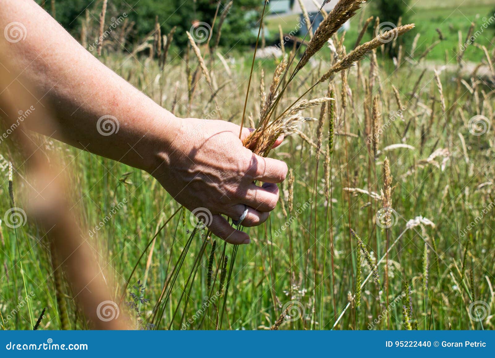 Woman`s Hand Touching the Grass, `feeling Nature` Stock Photo - Image ... Woman`s Hand Touching the Grass, `feeling Nature` Stock Photo - Image ...