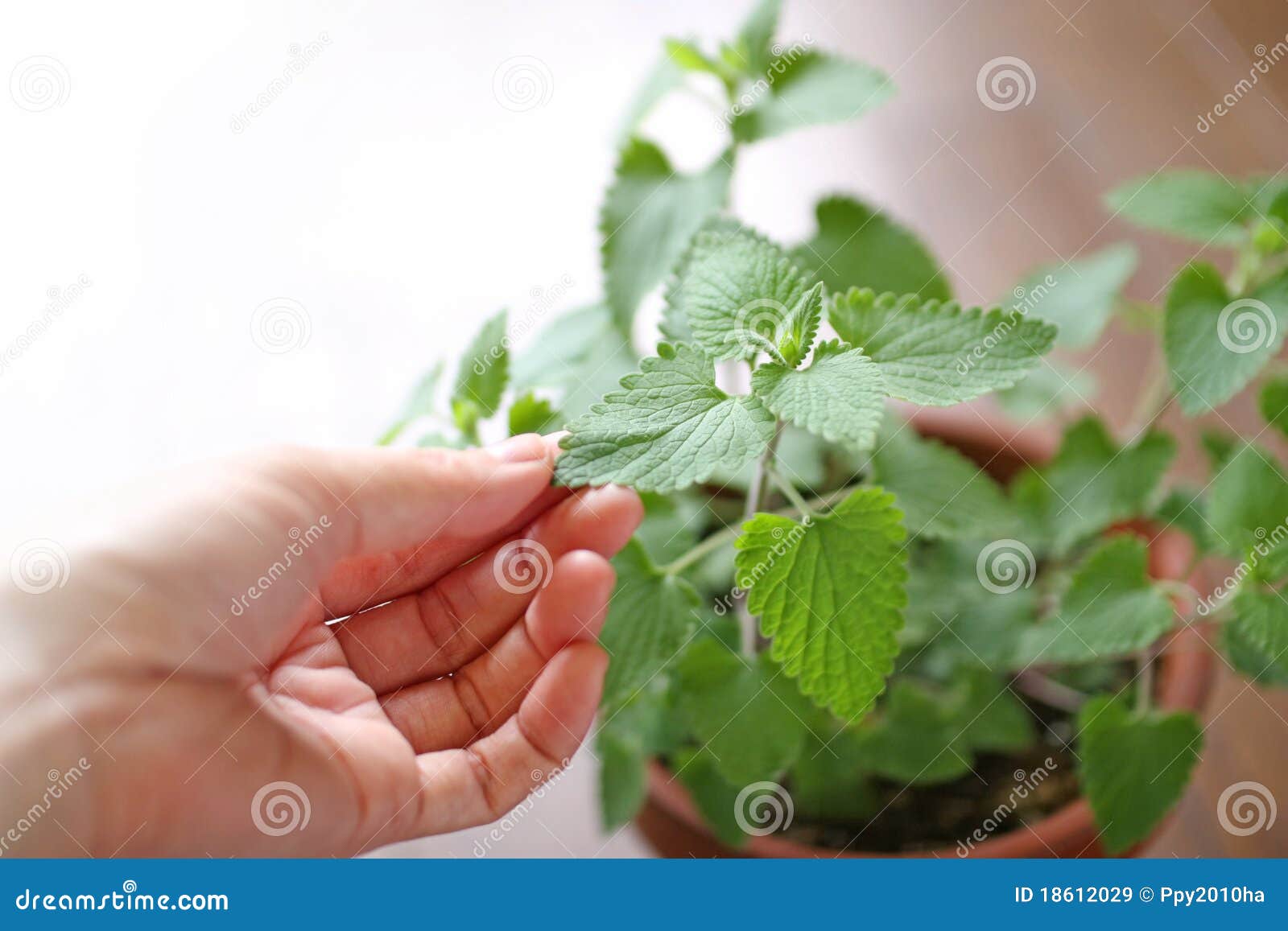 Woman S Hand Touching the Herb Leaves Stock Image - Image of touching ...